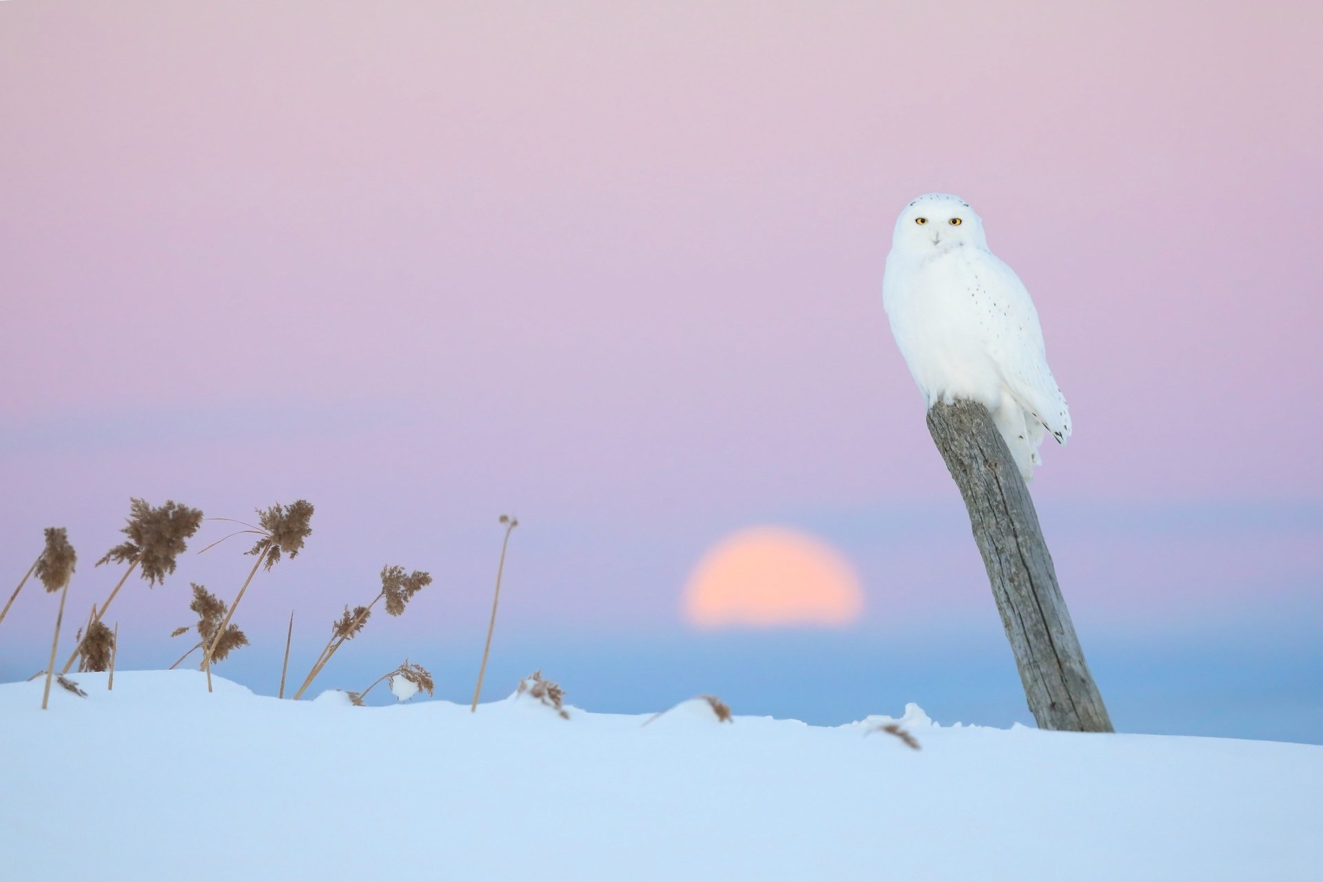 Download Owl Bird Snow Winter Animal Snowy Owl HD Wallpaper
