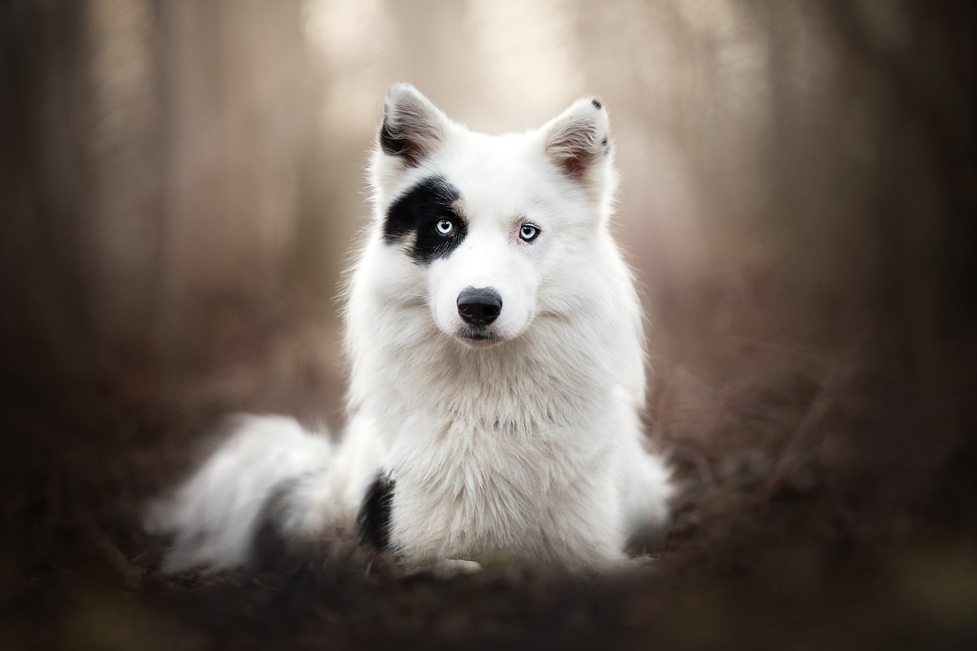 Download Depth Of Field Yakutian Laika Animal Dog HD Wallpaper