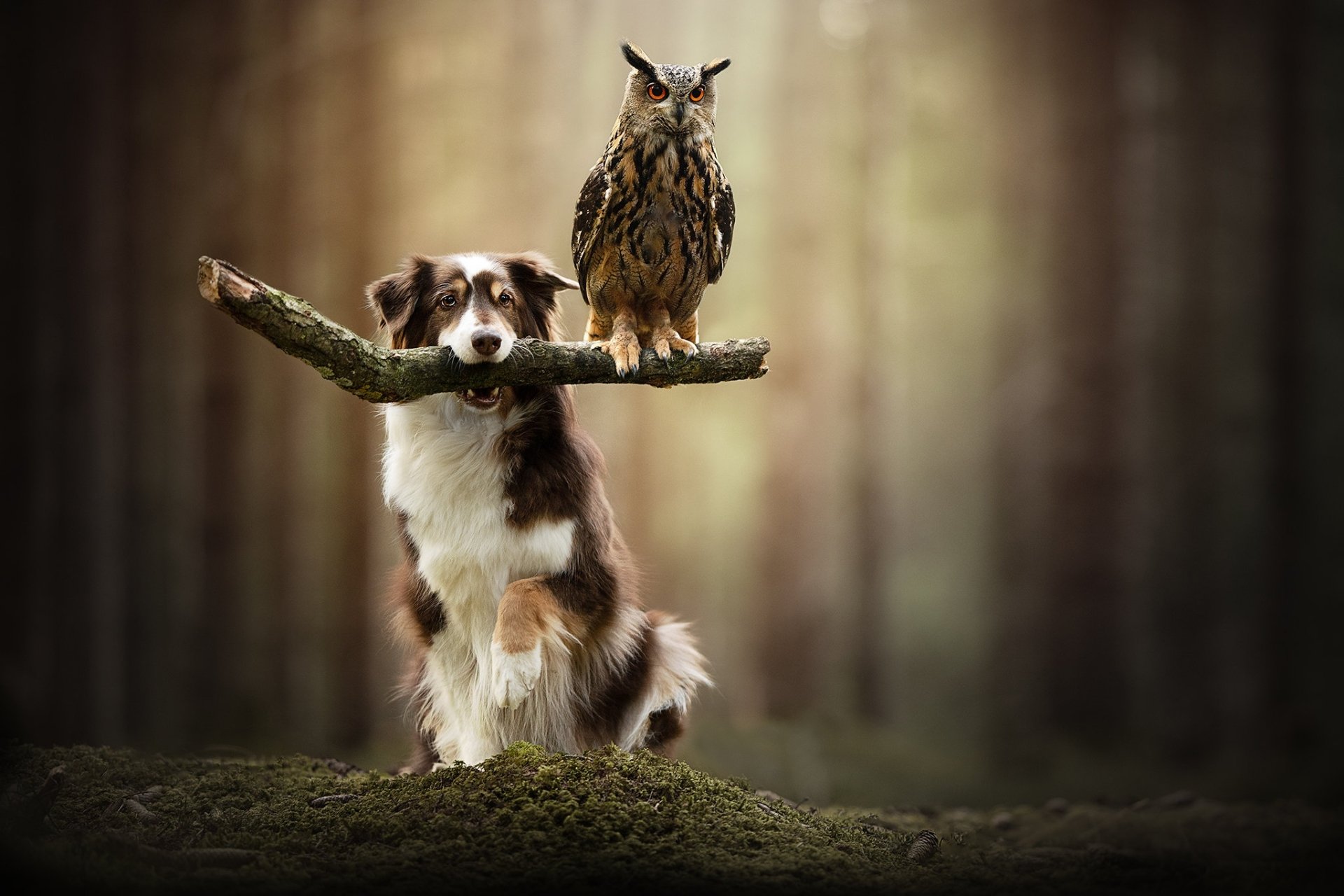 HD Wildlife Moment: Great Horned Owl and Loyal Dog in Stunning Depth of ...