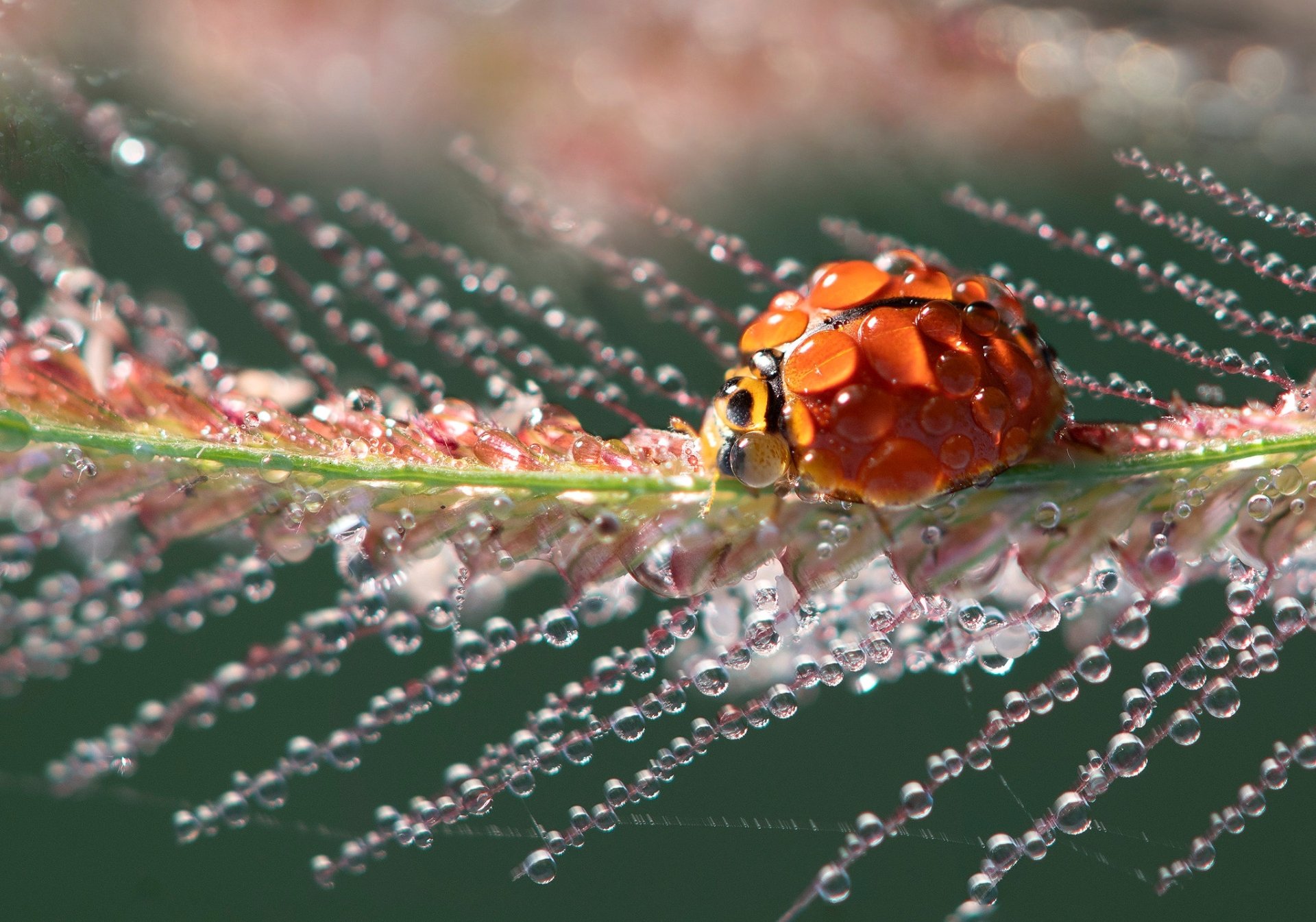Download Water Drop Insect Macro Animal Ladybug HD Wallpaper