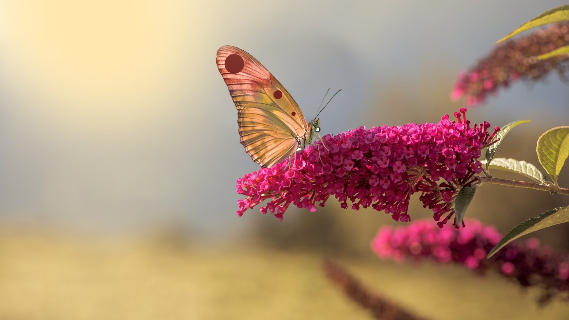 Download Pink Flower Macro Insect Animal Butterfly HD Wallpaper