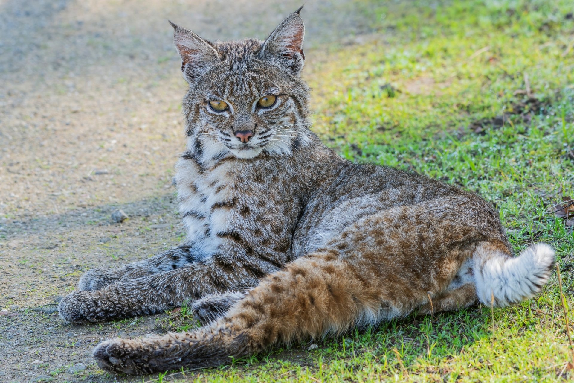 Download Animal Lynx HD Wallpaper