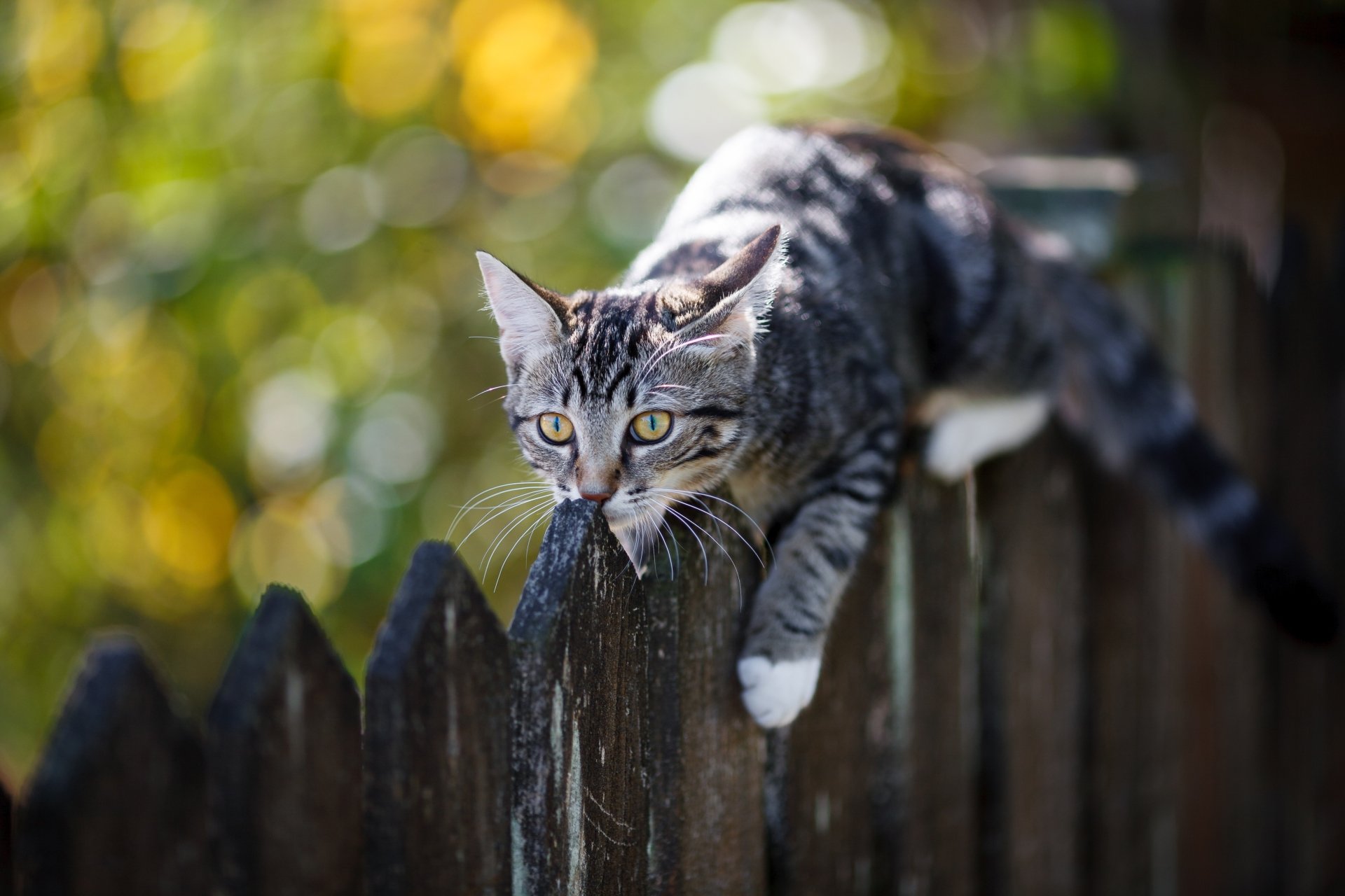 Download Depth Of Field Animal Cat 4k Ultra HD Wallpaper