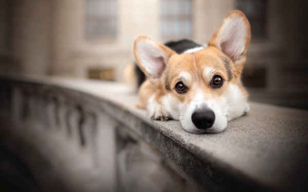 Corgi 4k Ultra HD Wallpaper | Background Image | 4601x3068 | ID:1042006 ...
