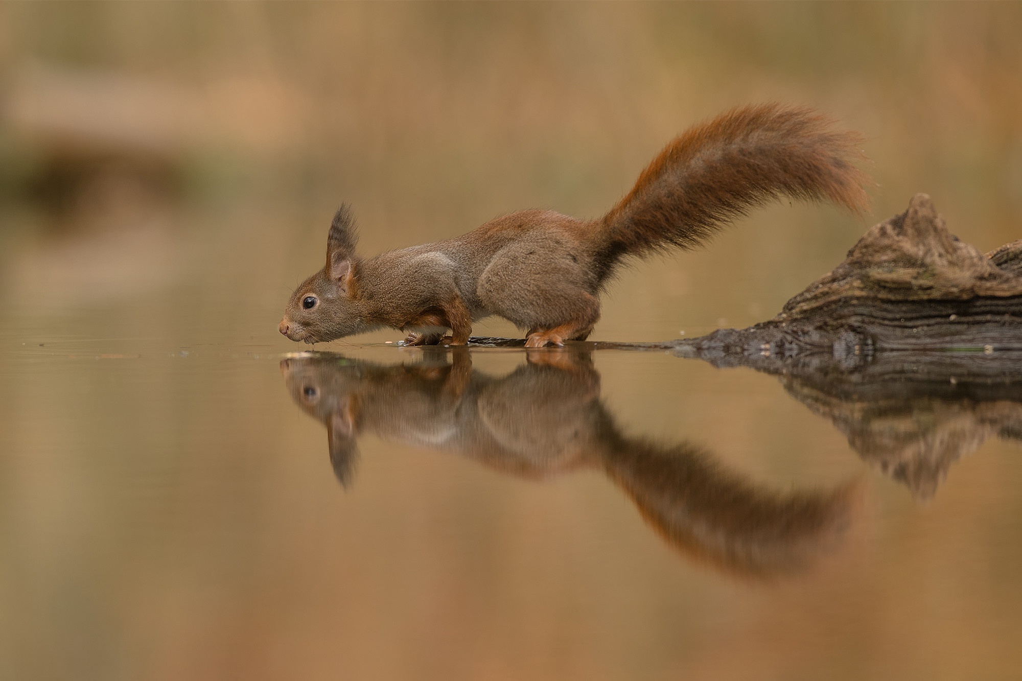 Download Reflection Rodent Animal Squirrel HD Wallpaper