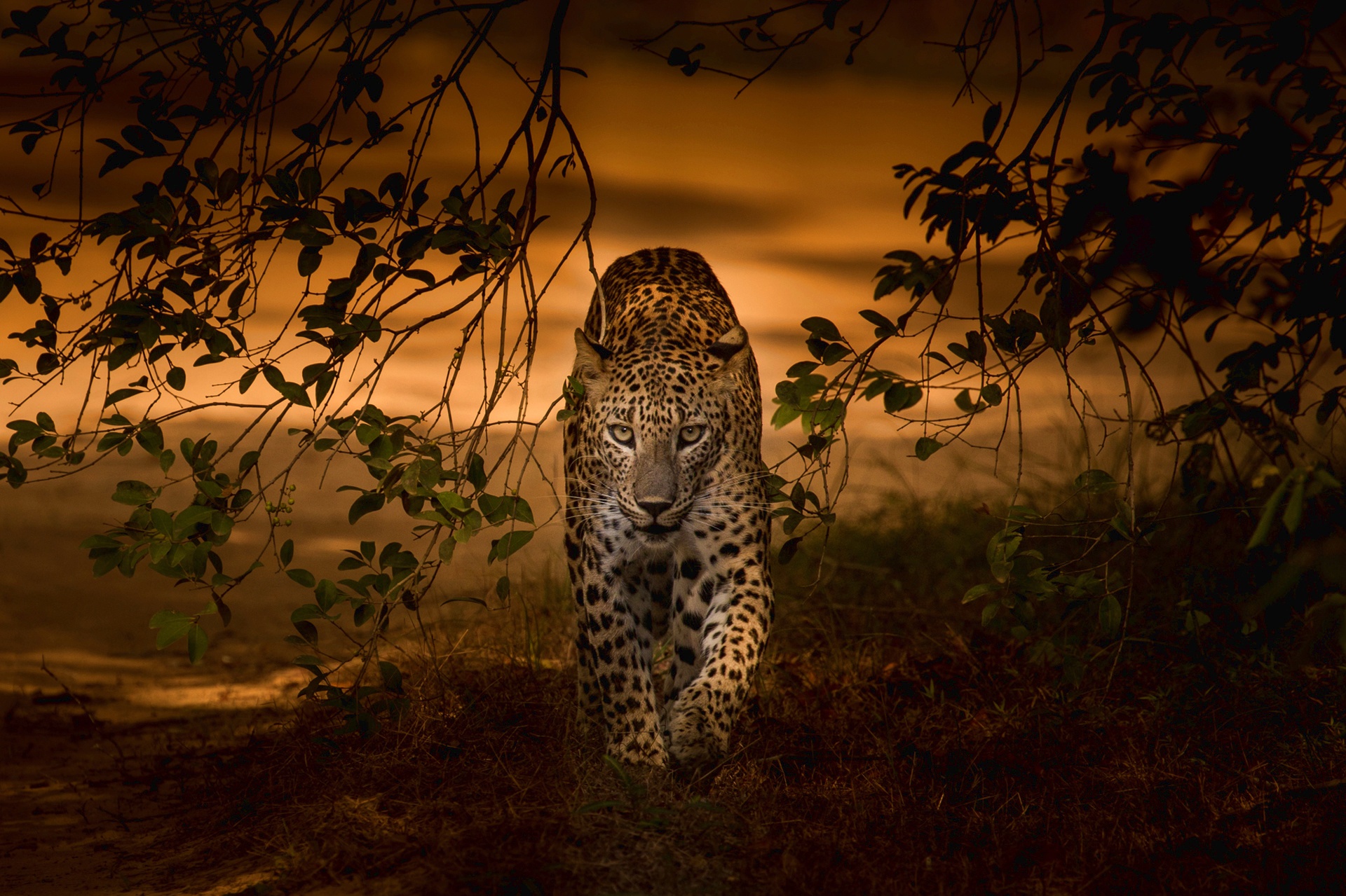 Download Animal Leopard HD Wallpaper