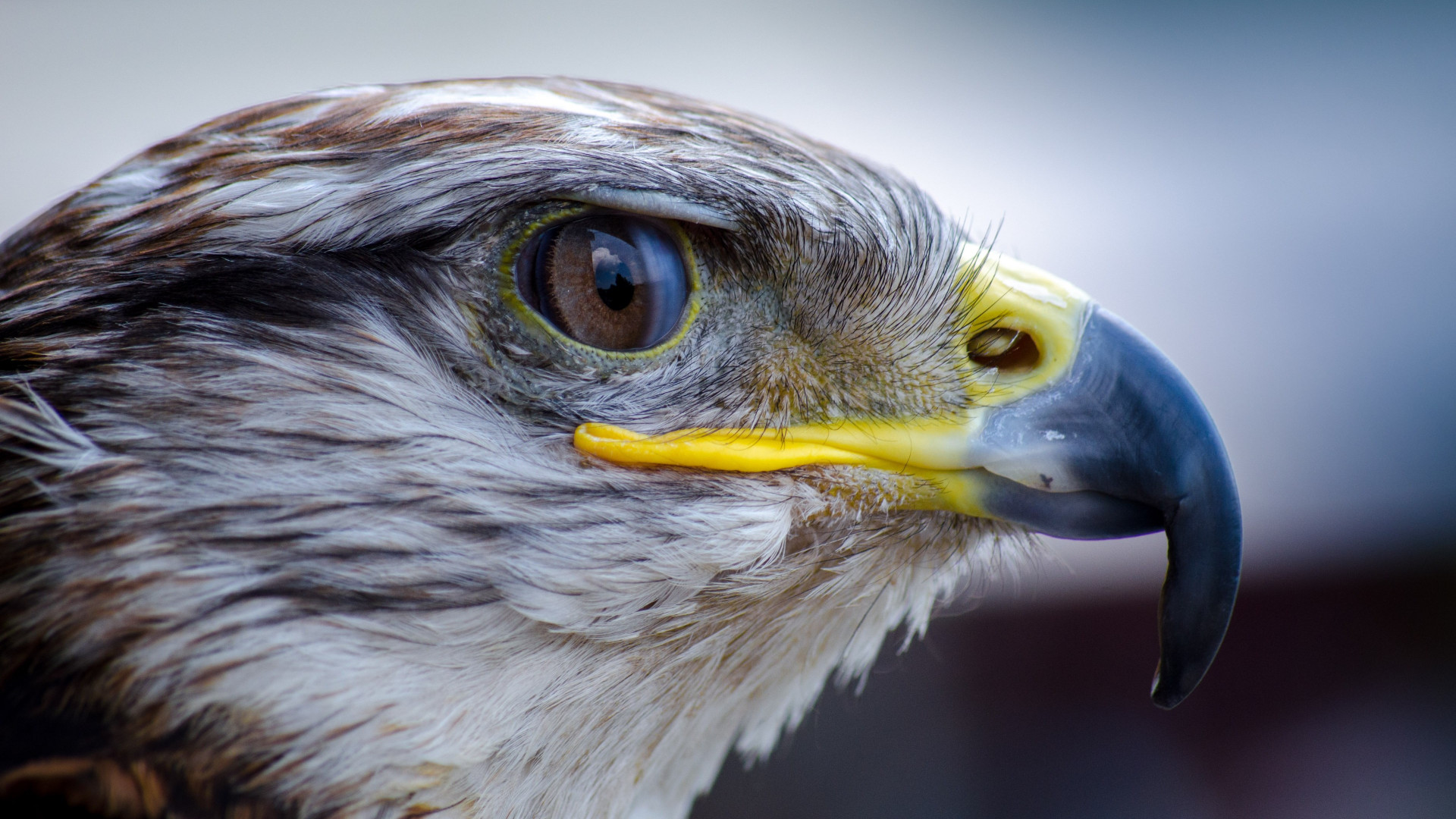 Download Close-up Animal Falcon HD Wallpaper by József Kincse