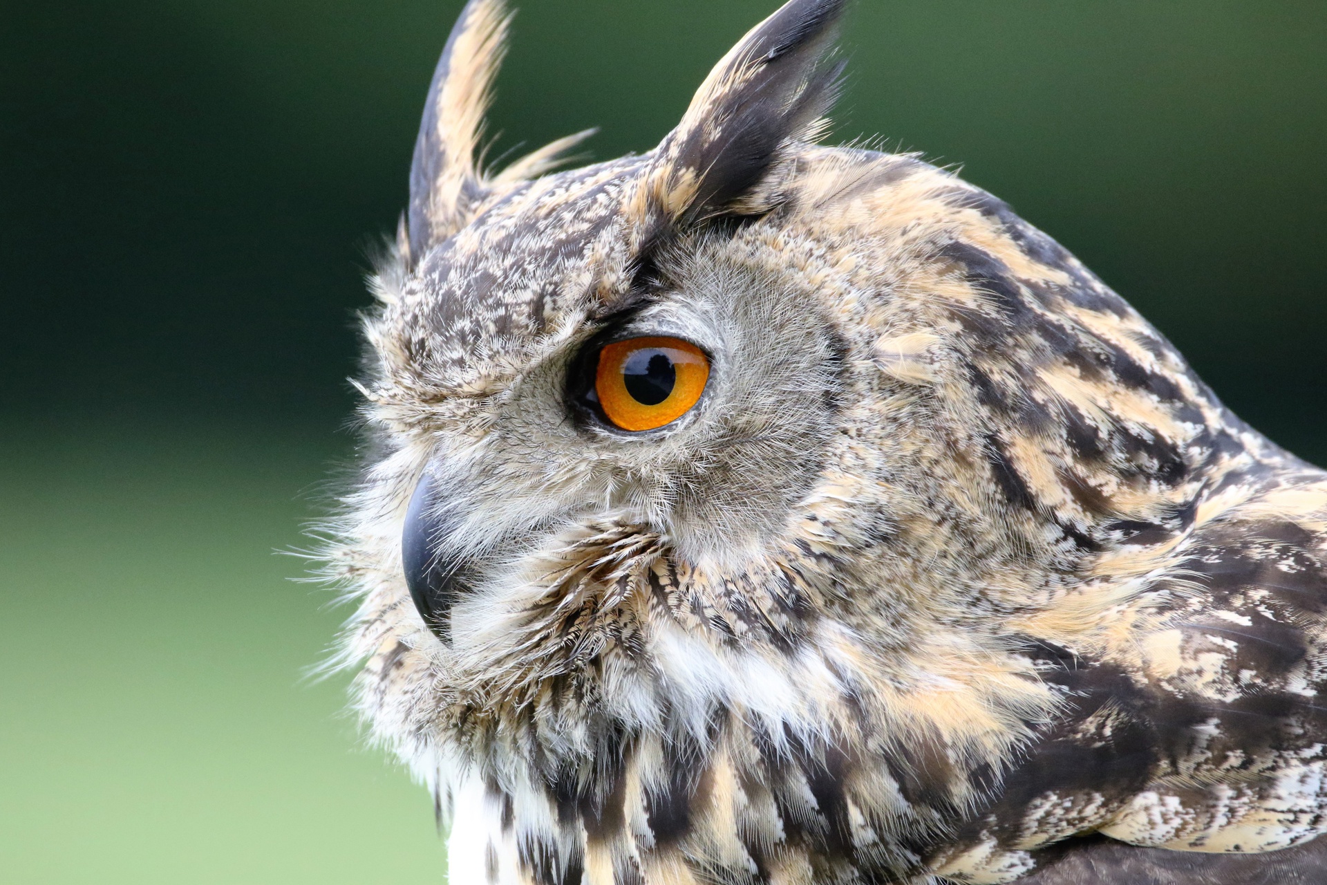 Download Bird Animal Owl HD Wallpaper