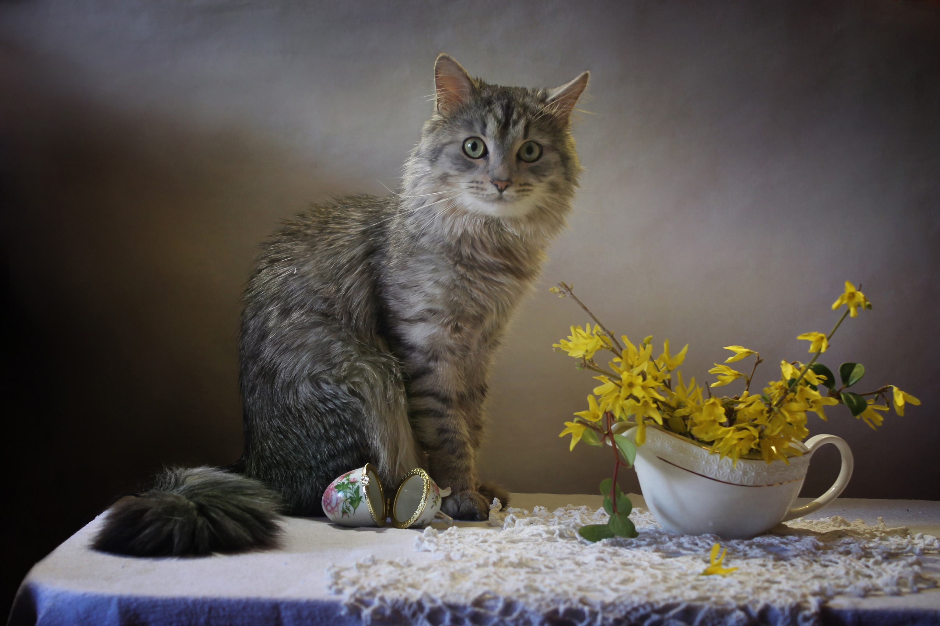 Download Still Life Animal Cat HD Wallpaper