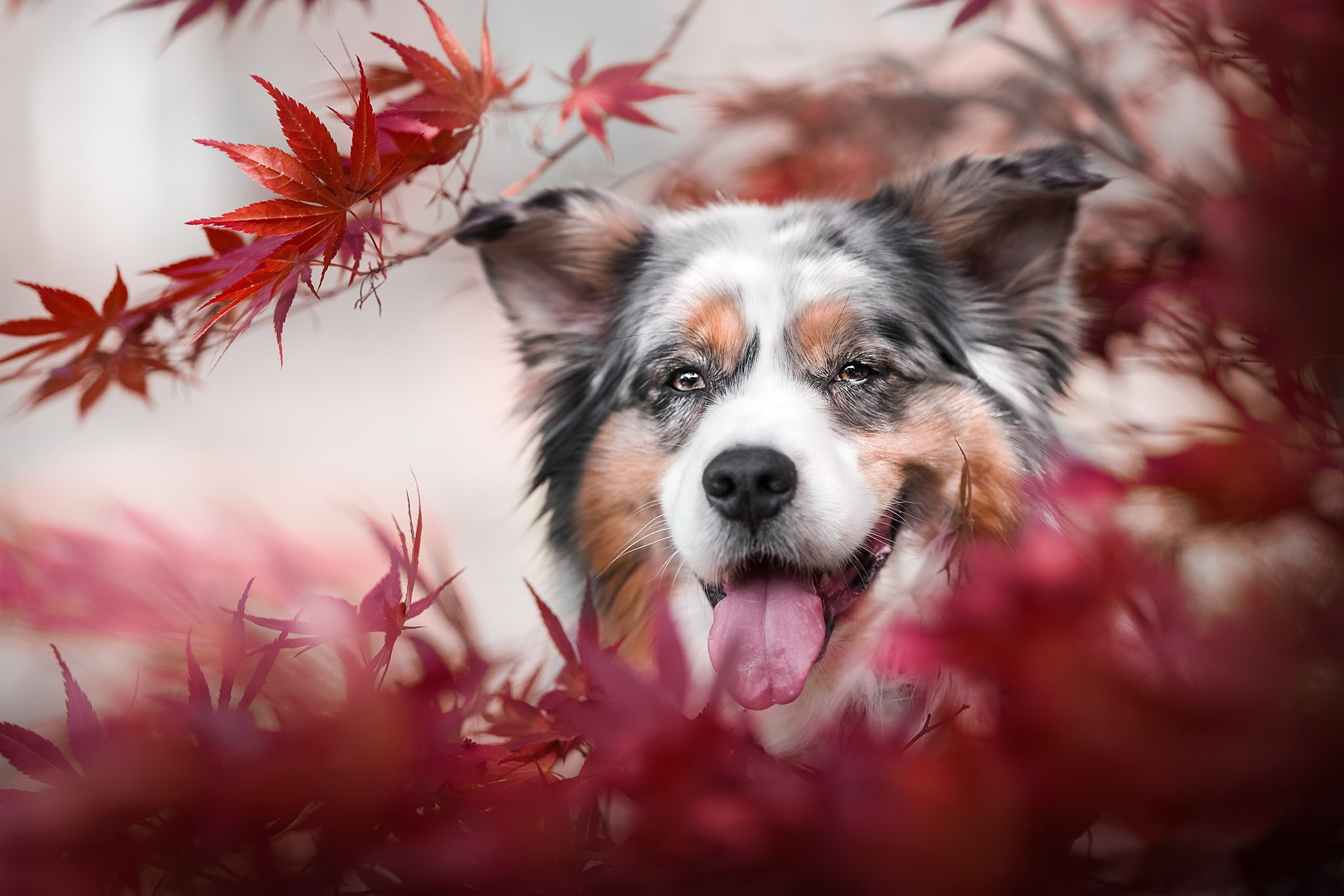Animal Australian Shepherd HD Wallpaper