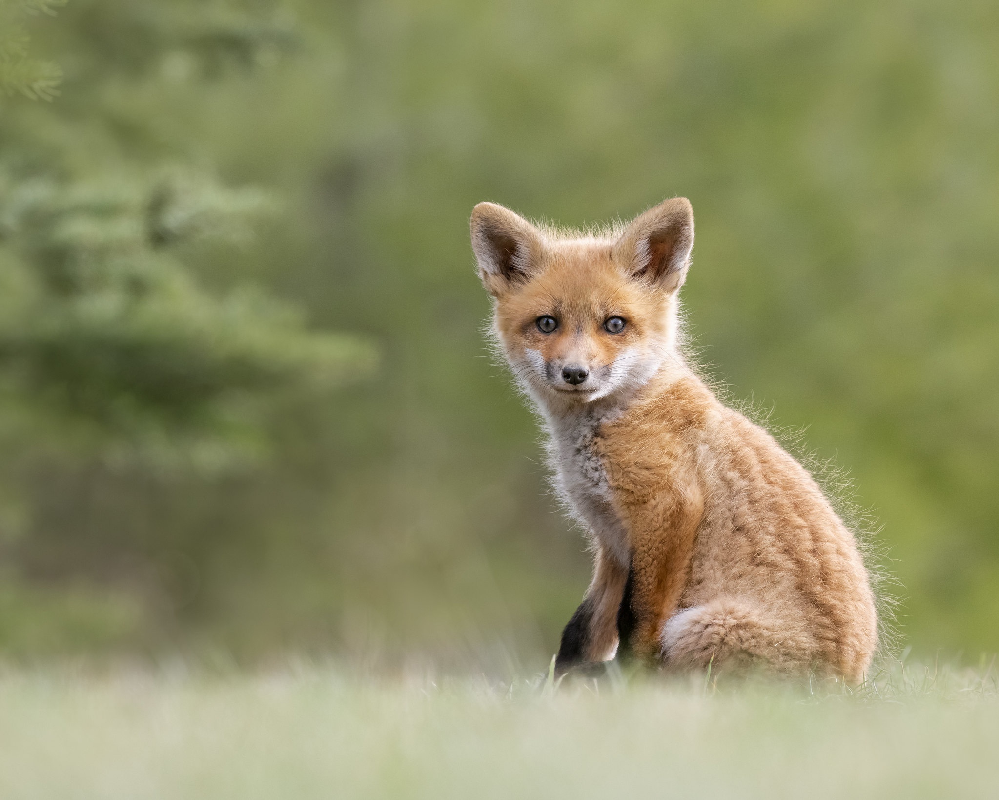 Download Cub Baby Animal Animal Fox HD Wallpaper