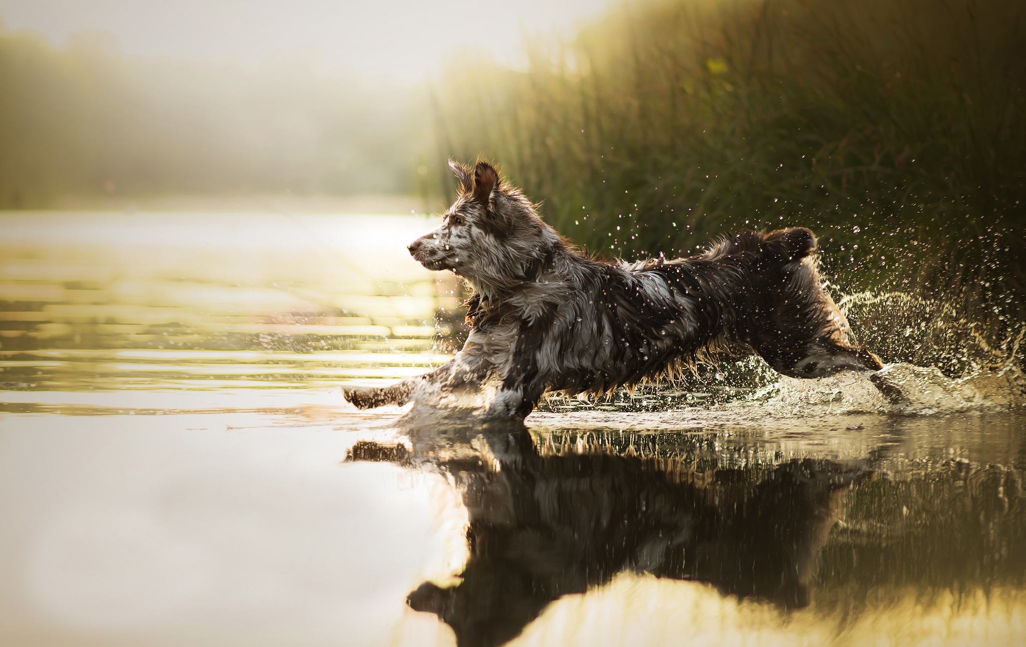 Download Splash Water Animal Dog HD Wallpaper