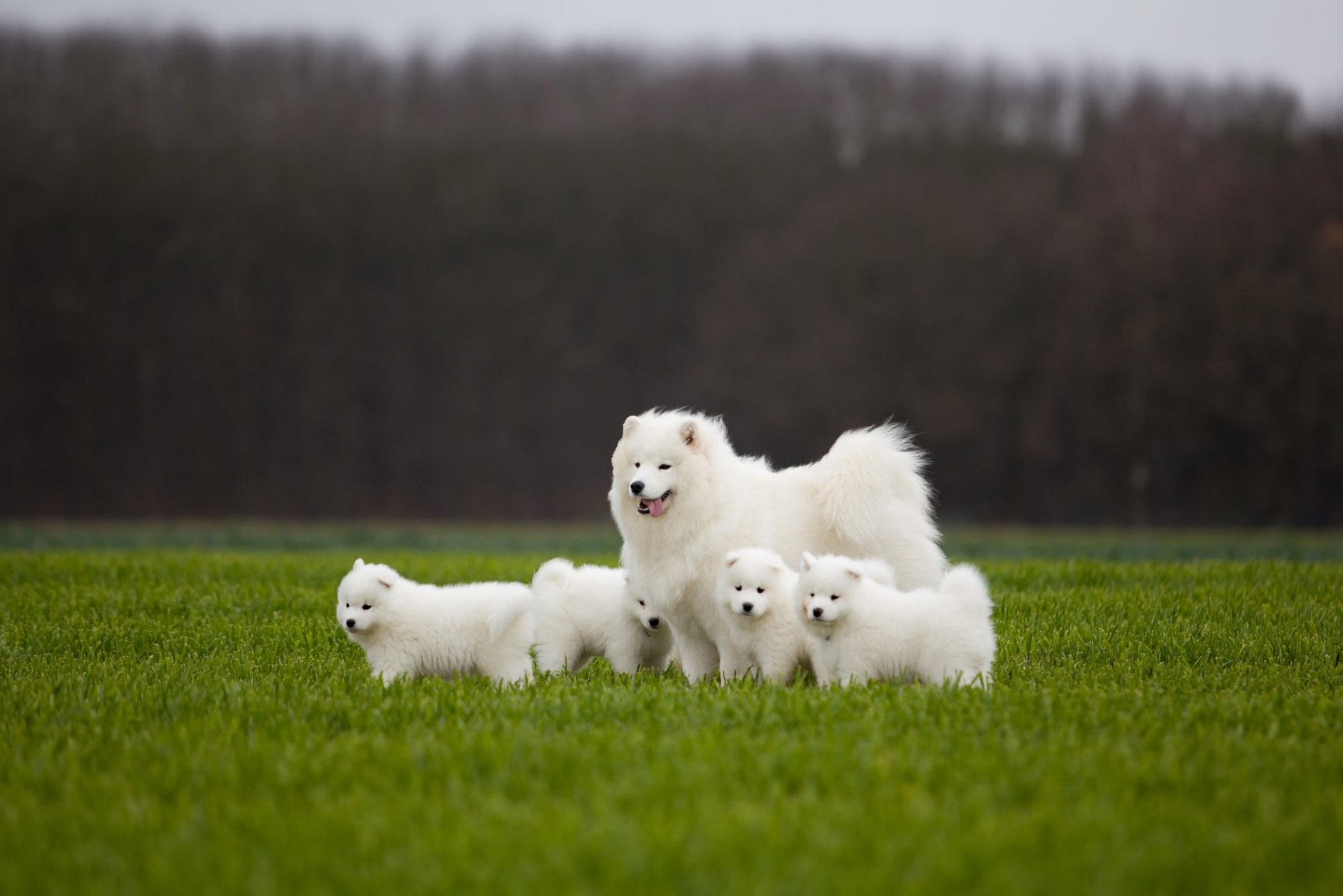 Download Puppy Baby Animal Dog Animal Samoyed HD Wallpaper