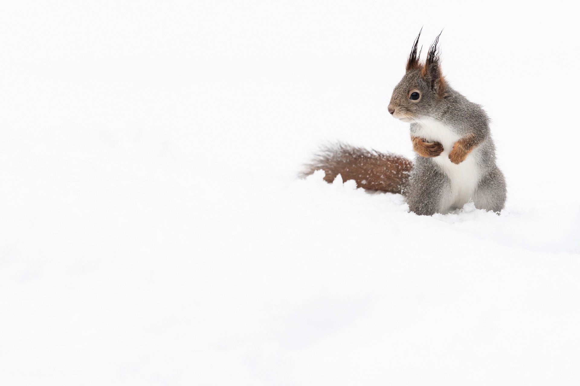 Download Snow Rodent Animal Squirrel HD Wallpaper