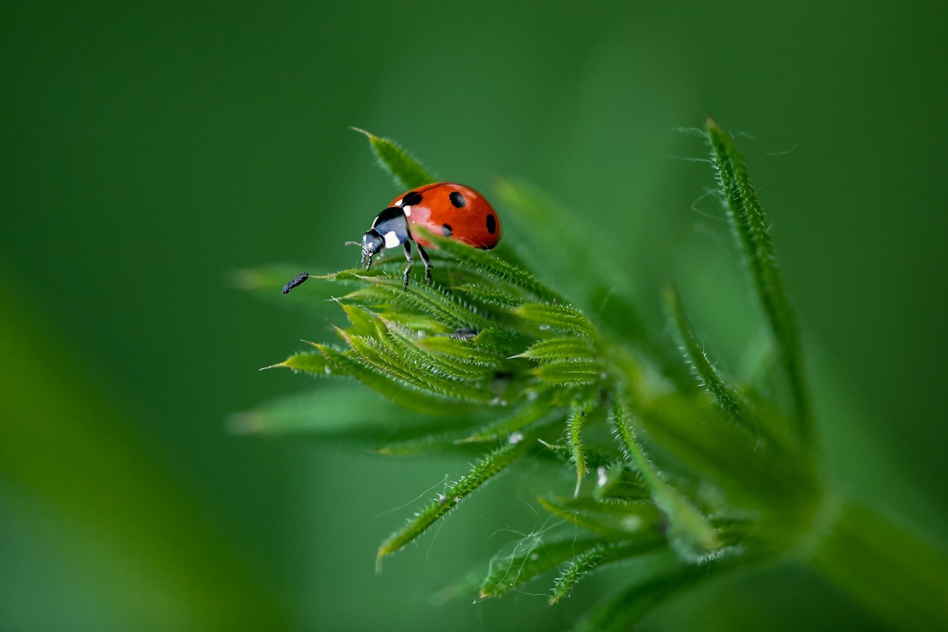Download Insect Macro Grass Animal Ladybug HD Wallpaper