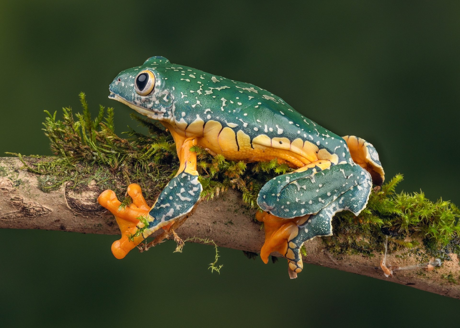 Download Amphibian Frog Animal Tree Frog 4k Ultra HD Wallpaper