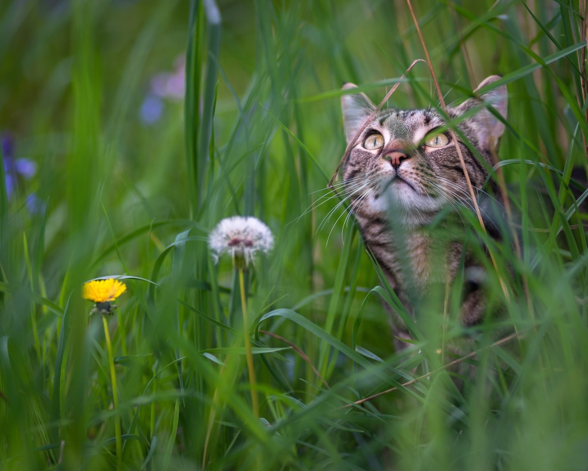 Download Grass Animal Cat HD Wallpaper