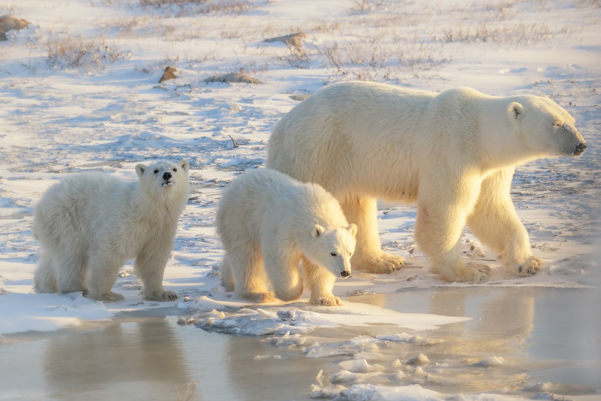 Majestic Polar Bear Cubs HD Wallpaper: Nature’s Adorable Arctic Trio