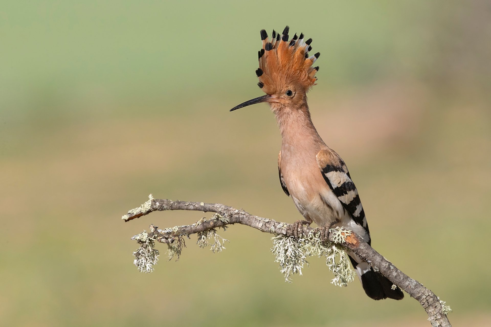 Download Bird Animal Hoopoe HD Wallpaper