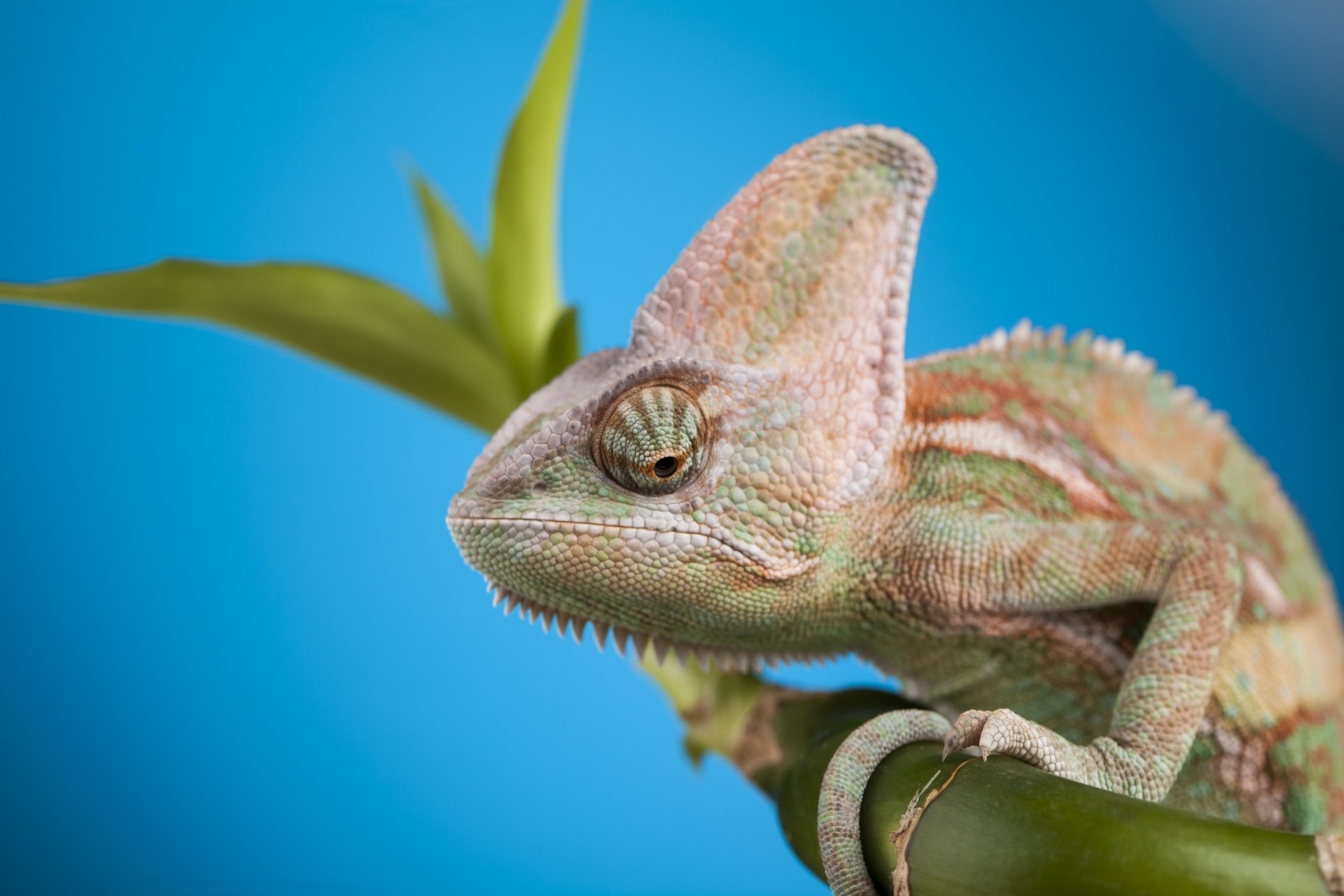 Download Lizard Reptile Animal Chameleon 4k Ultra HD Wallpaper ...