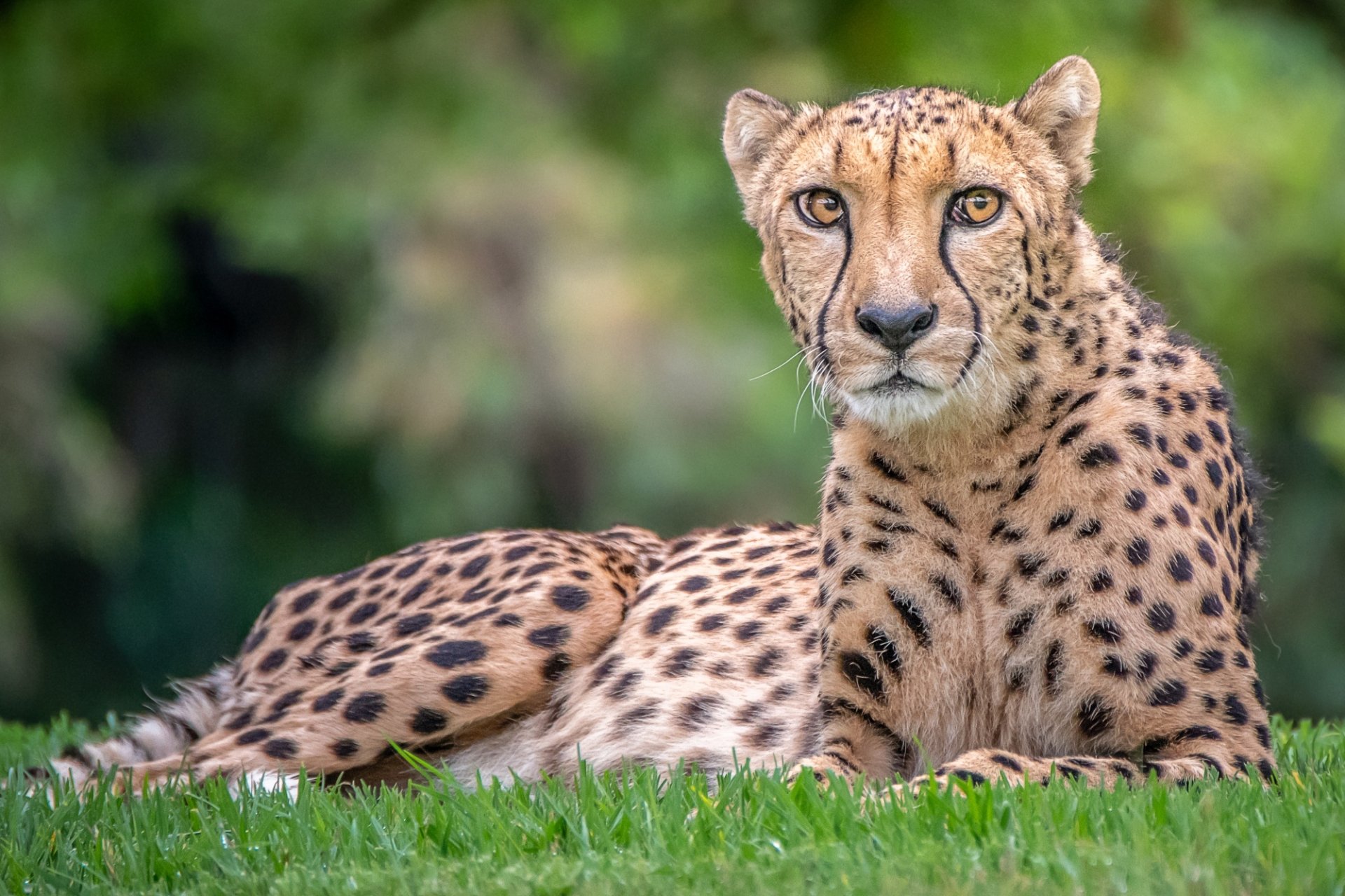 Download Animal Cheetah HD Wallpaper