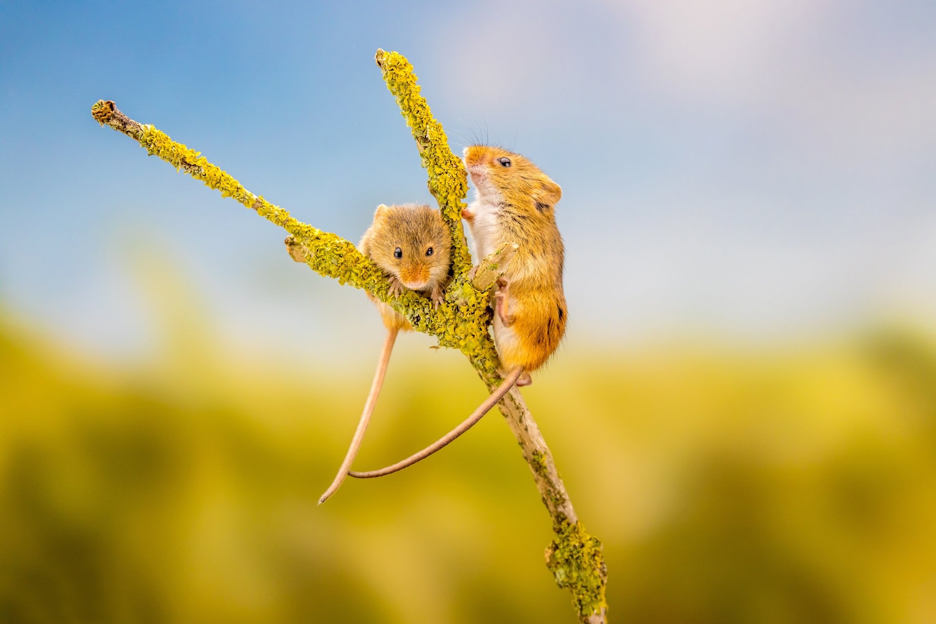 4K Ultra HD Rodents: Charming Mice in Nature’s Embrace