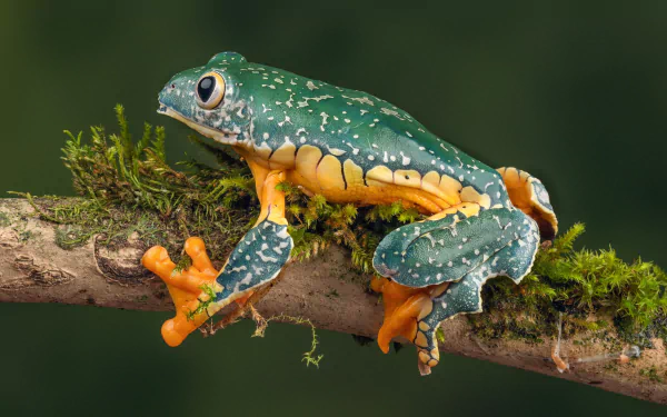 Tree Frog 4k Wallpapers