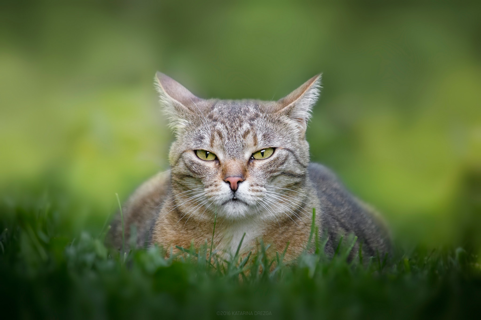 Download Stare Animal Cat HD Wallpaper