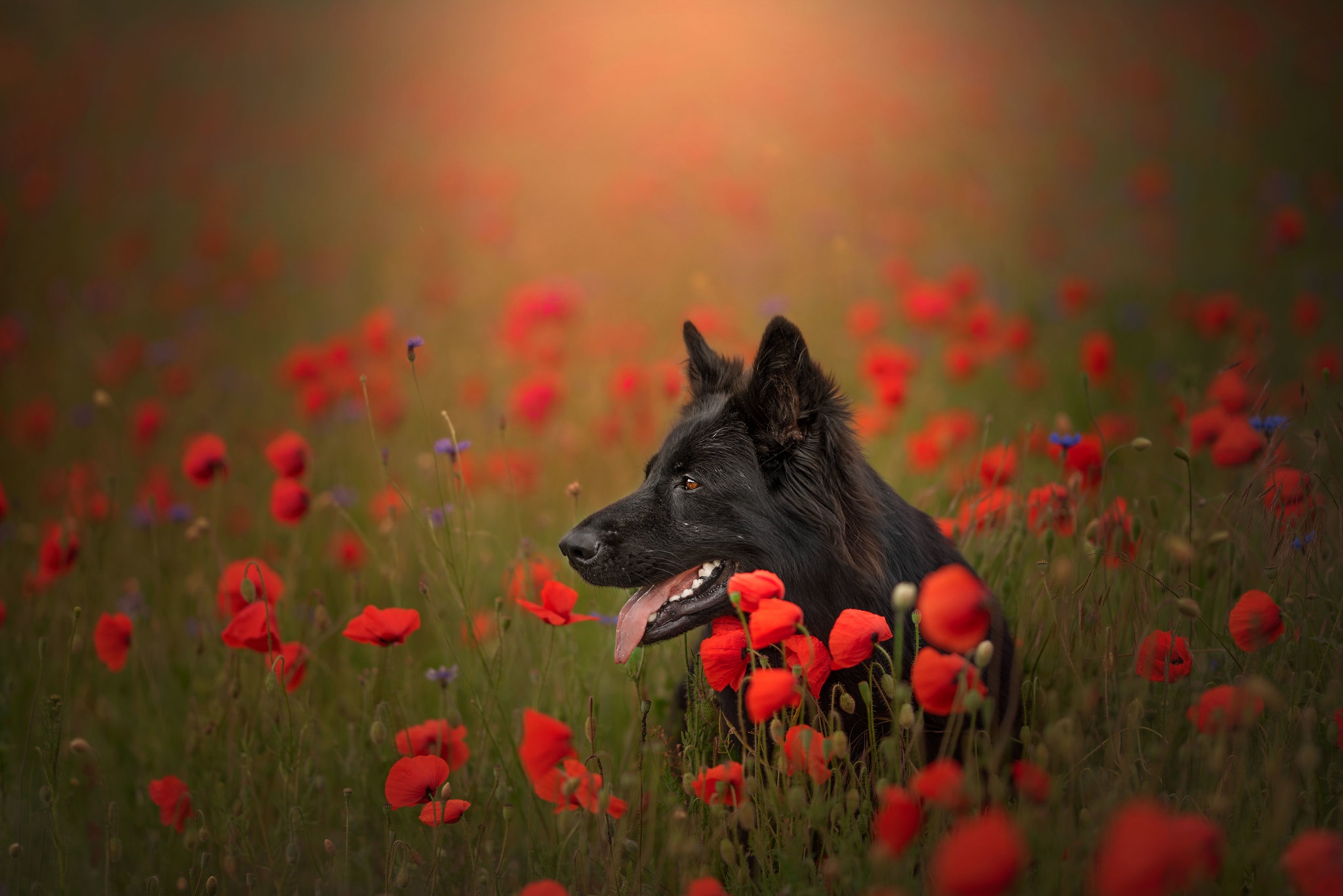 Download Dog Red Flower Poppy Animal German Shepherd HD Wallpaper