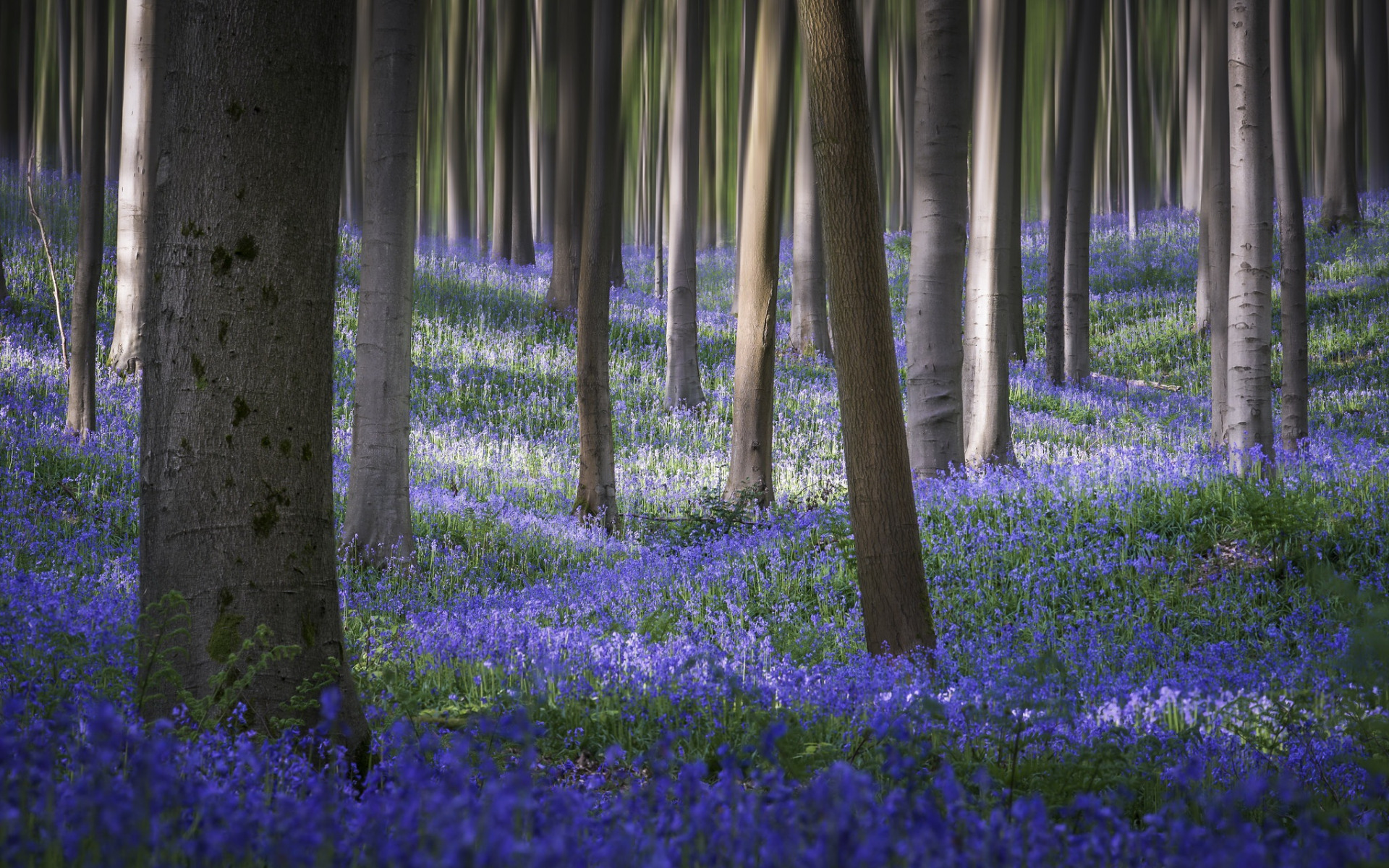 Download Spring Flower Nature Forest HD Wallpaper