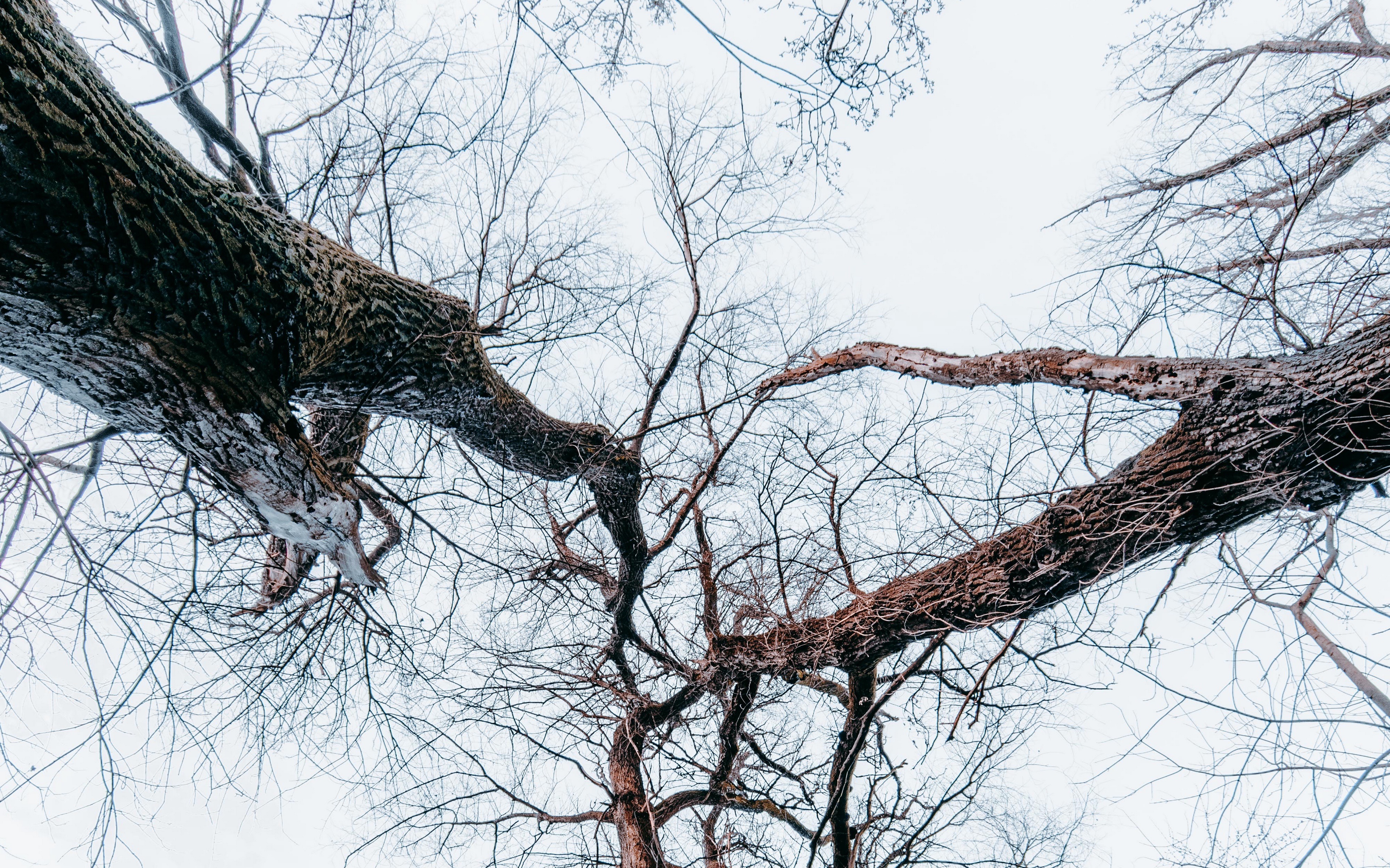 Nature Tree 4k Ultra HD Wallpaper