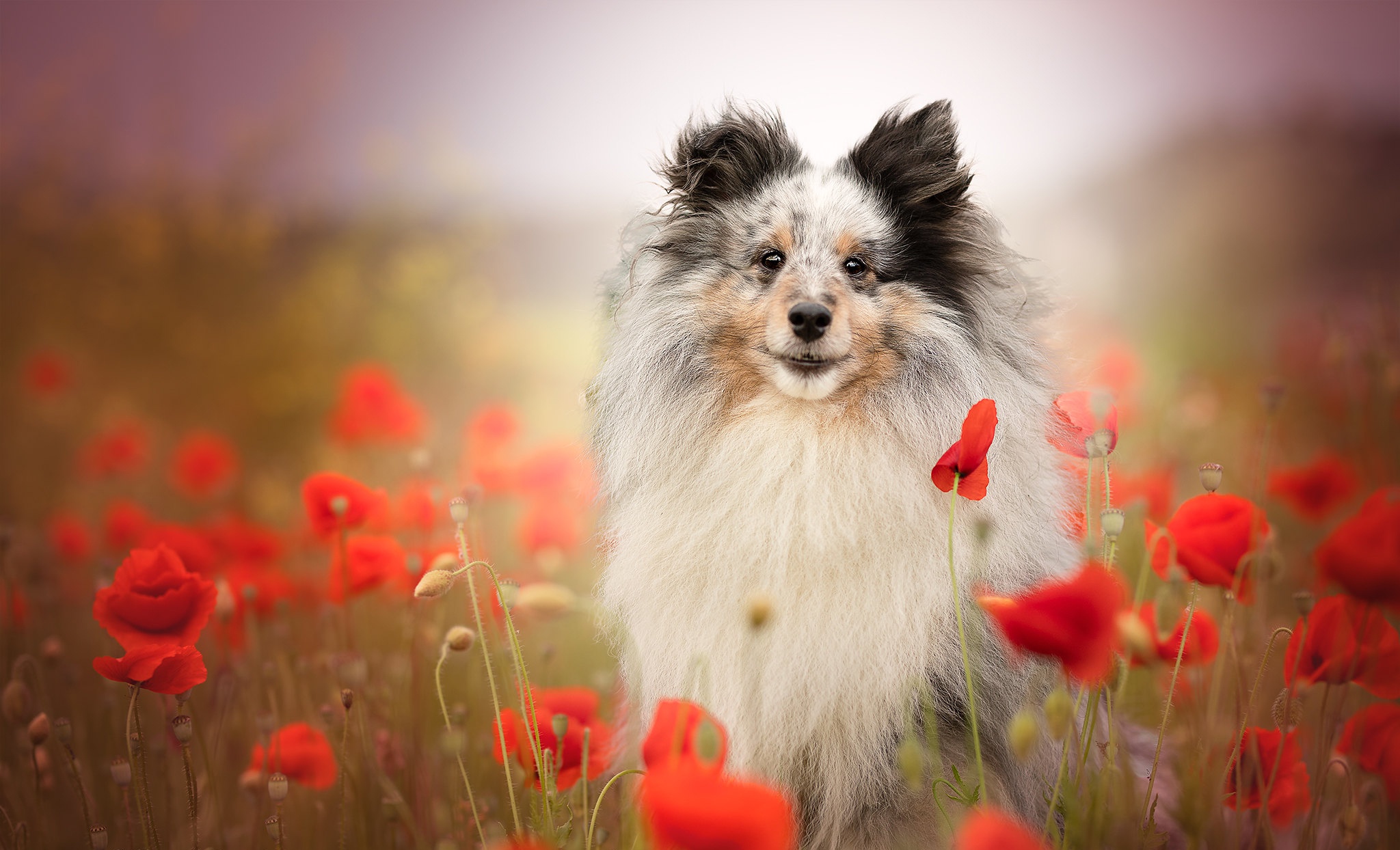 Download Animal Shetland Sheepdog HD Wallpaper