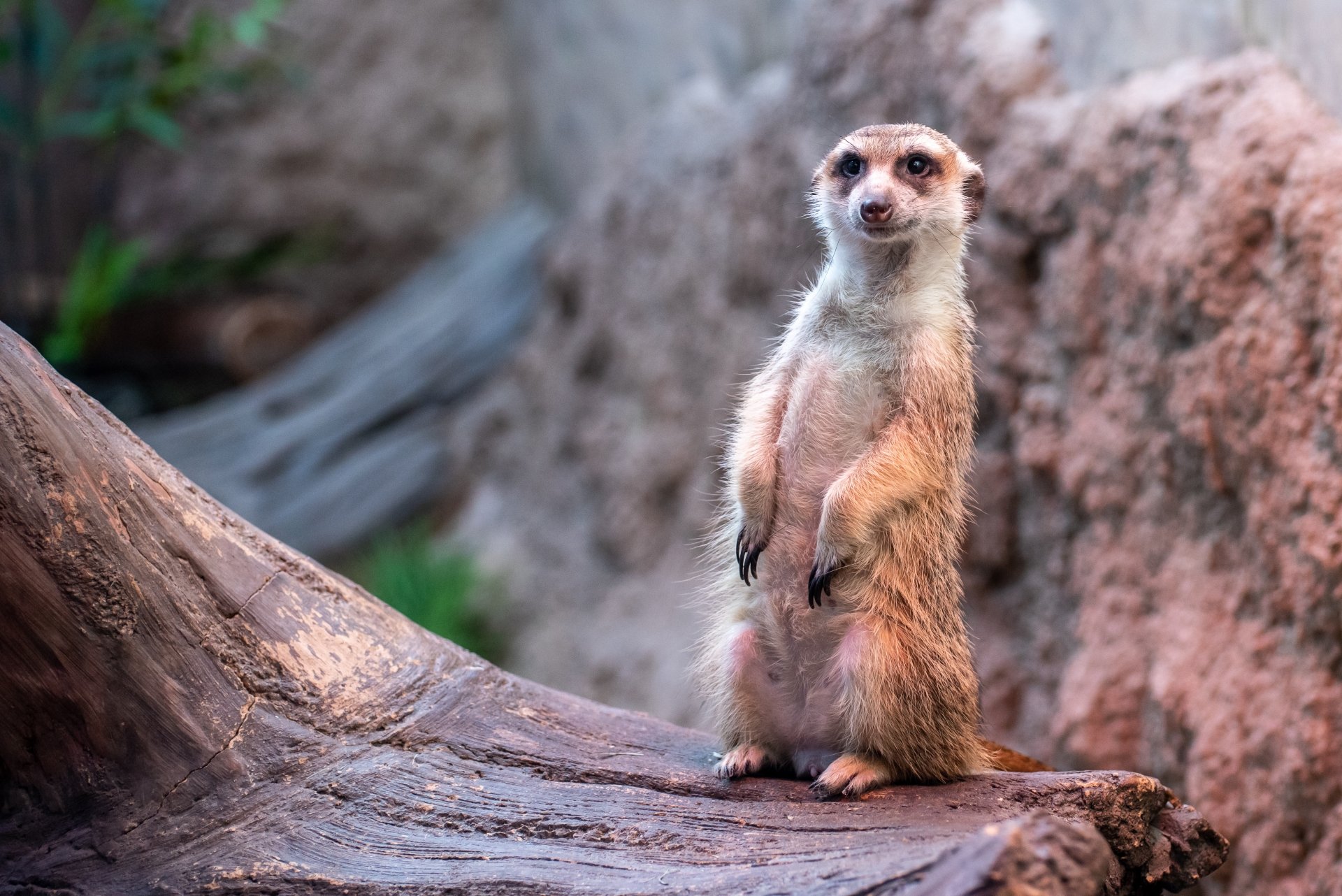 4K Ultra HD Meerkat Majesty: Stunning Wildlife Wallpaper by Phillip Spence