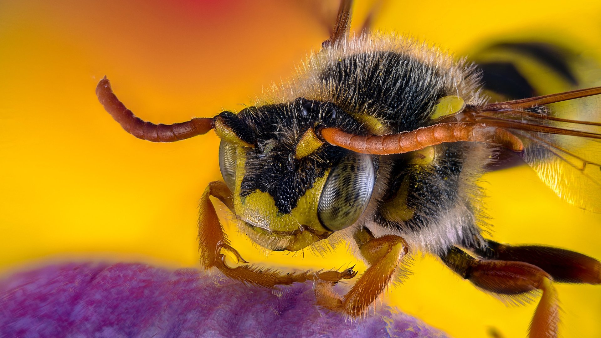 Download Insect Macro Animal Bee 4k Ultra HD Wallpaper by v2osk