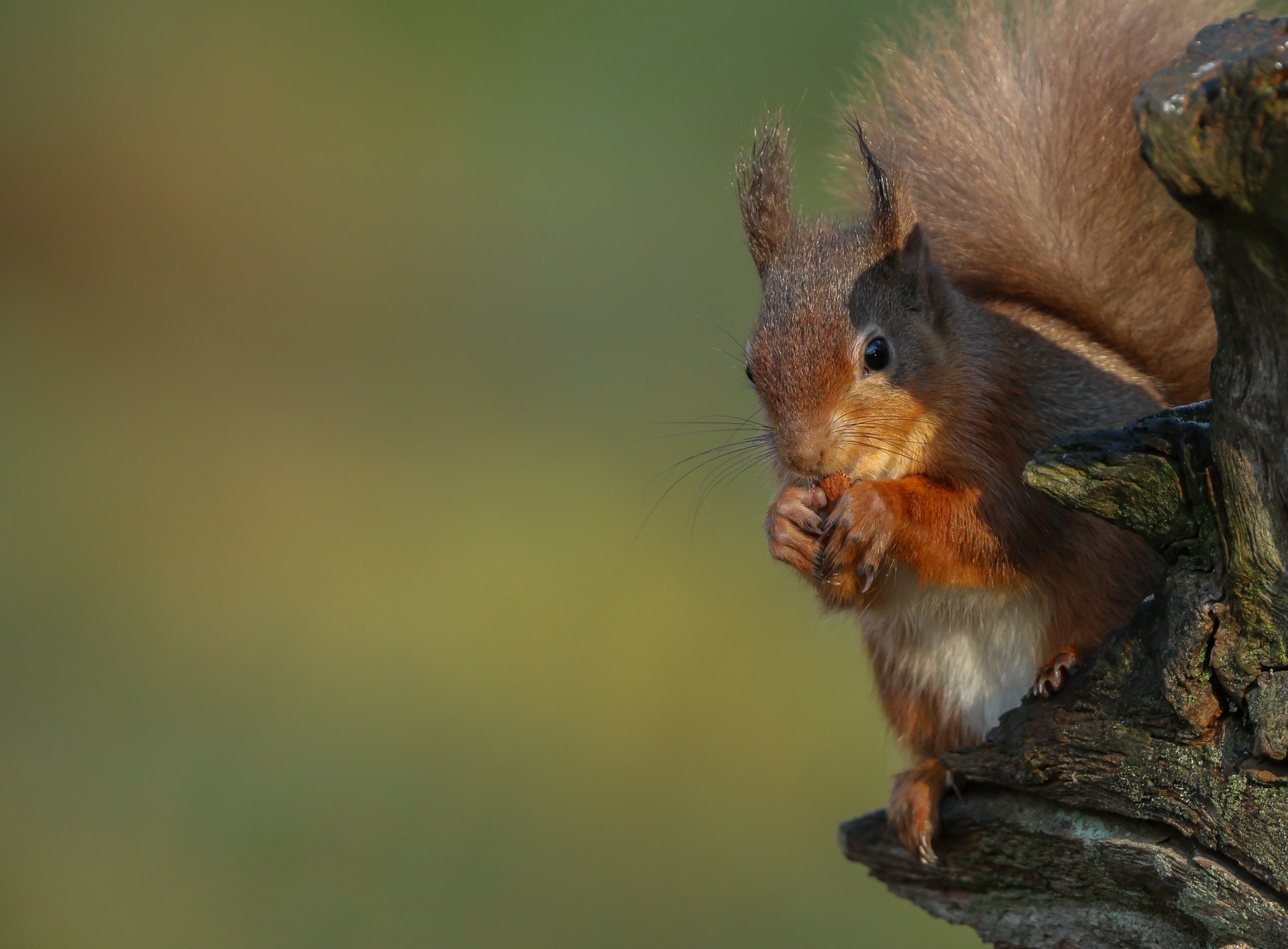 Animal Squirrel 4k Ultra HD Wallpaper