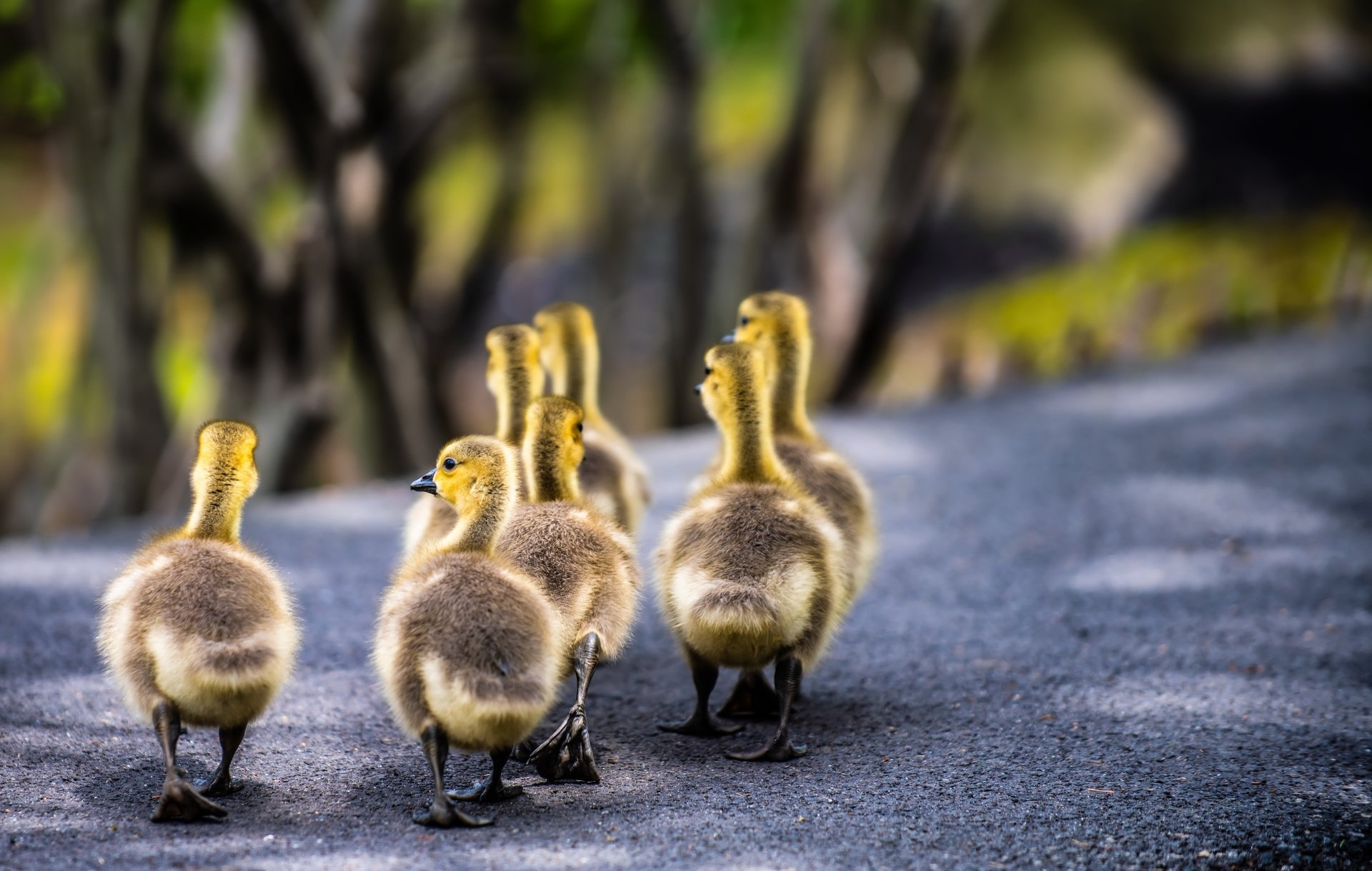 Download Baby Animal Duckling Bird Animal Duck 4k Ultra HD Wallpaper