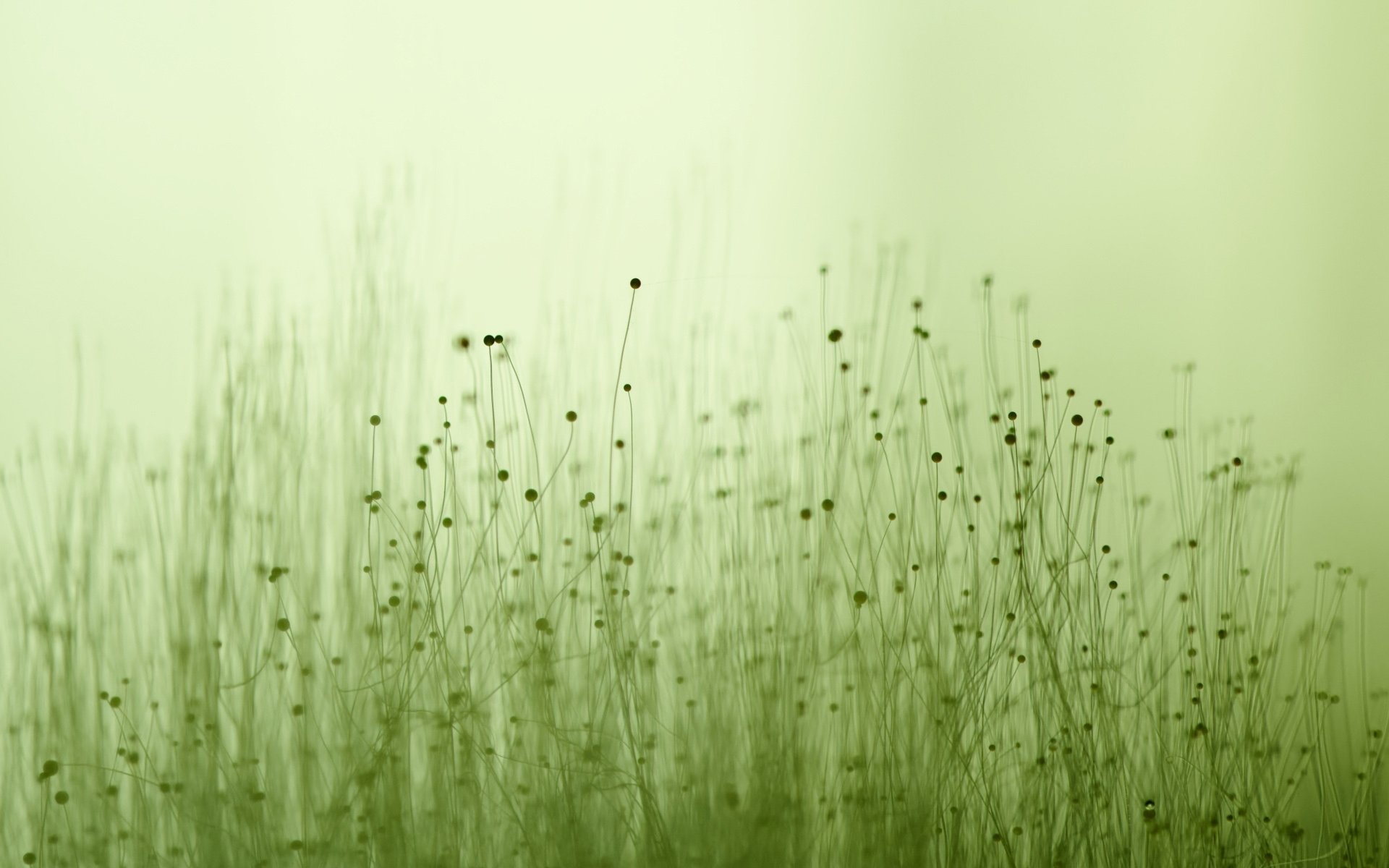 Download Nature Plant HD Wallpaper