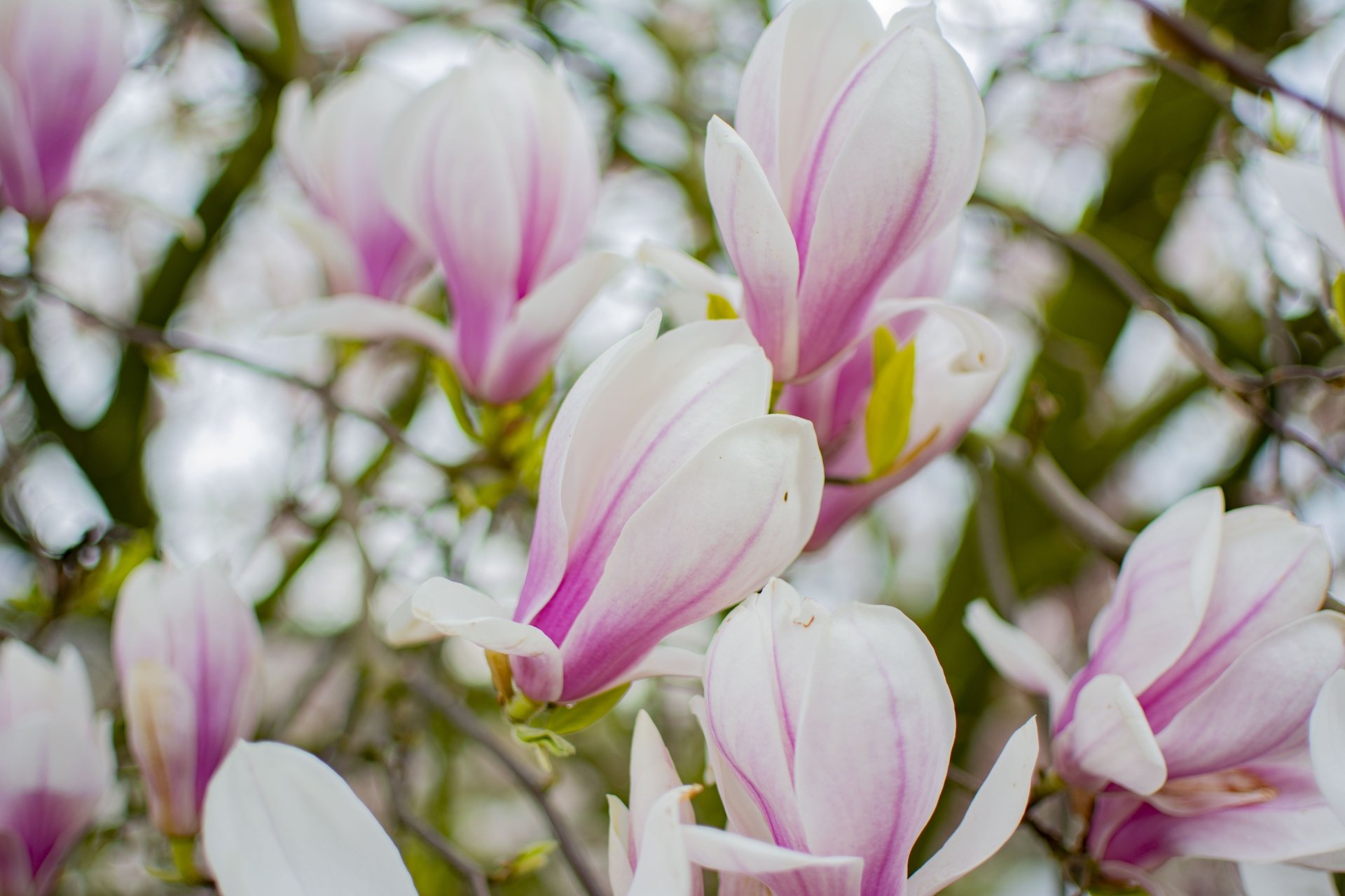 Download Spring Flower Plant Nature Magnolia 4k Ultra HD Wallpaper