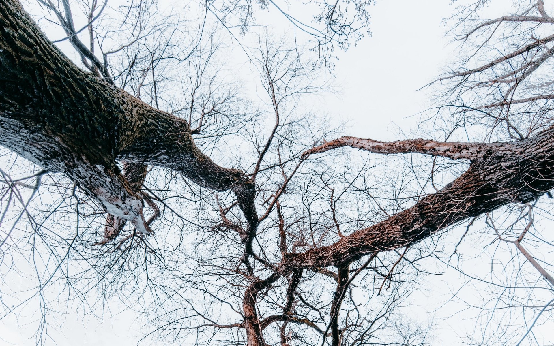 Nature Tree 4k Ultra HD Wallpaper