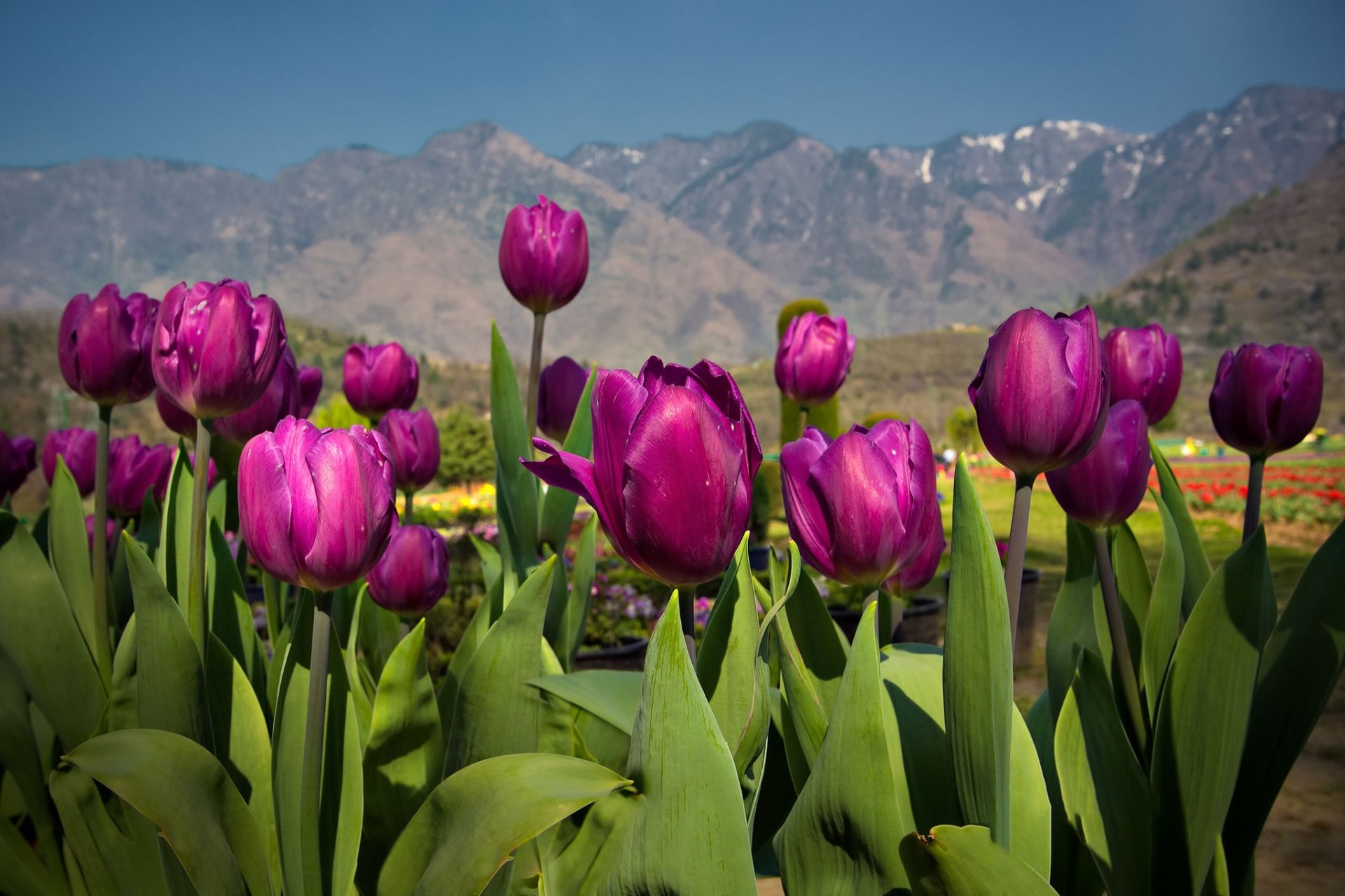 Download Nature Tulip HD Wallpaper | 2048x1365 | Wallpaper Abyss
