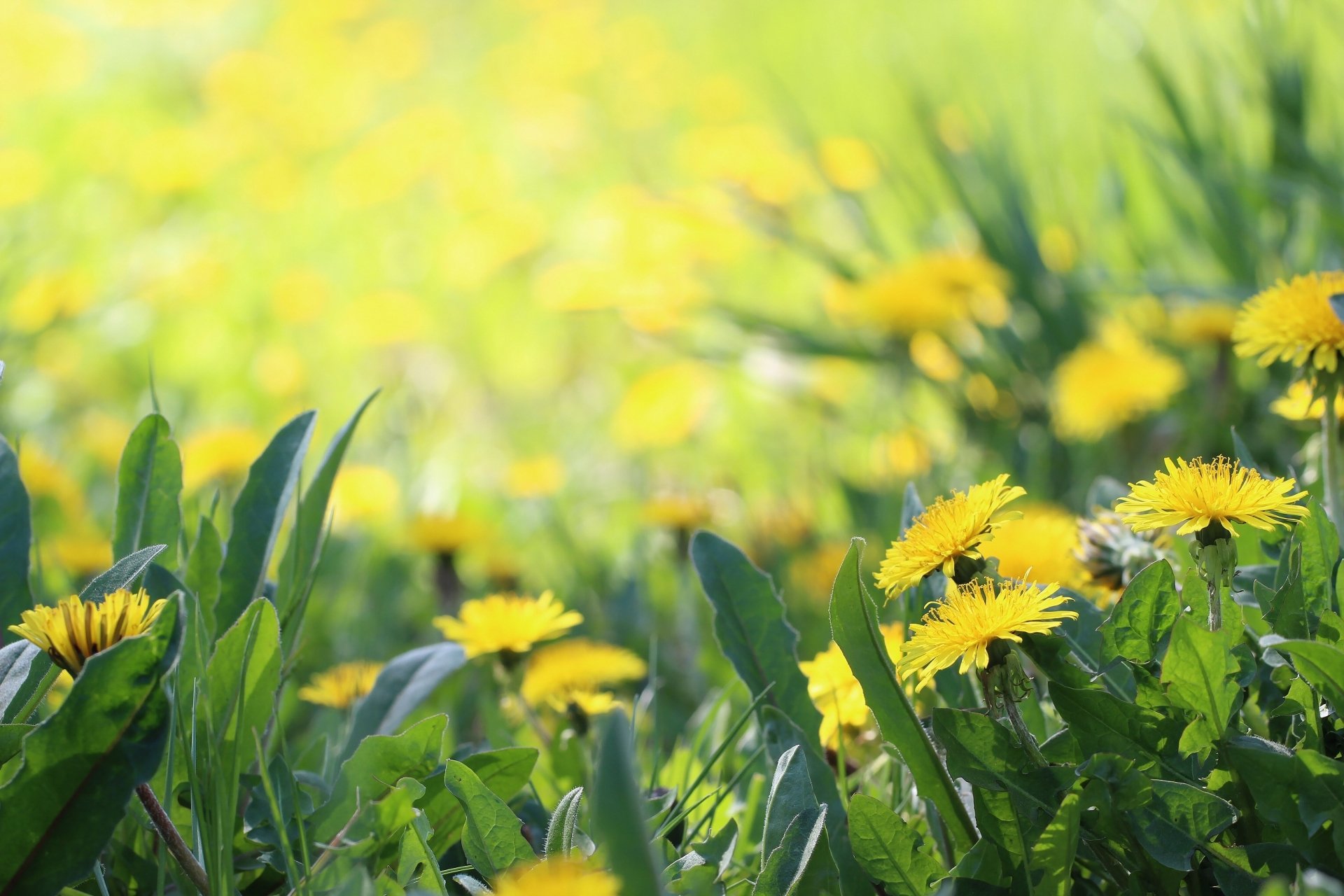 Dandelion Bing Desktop Wallpaper