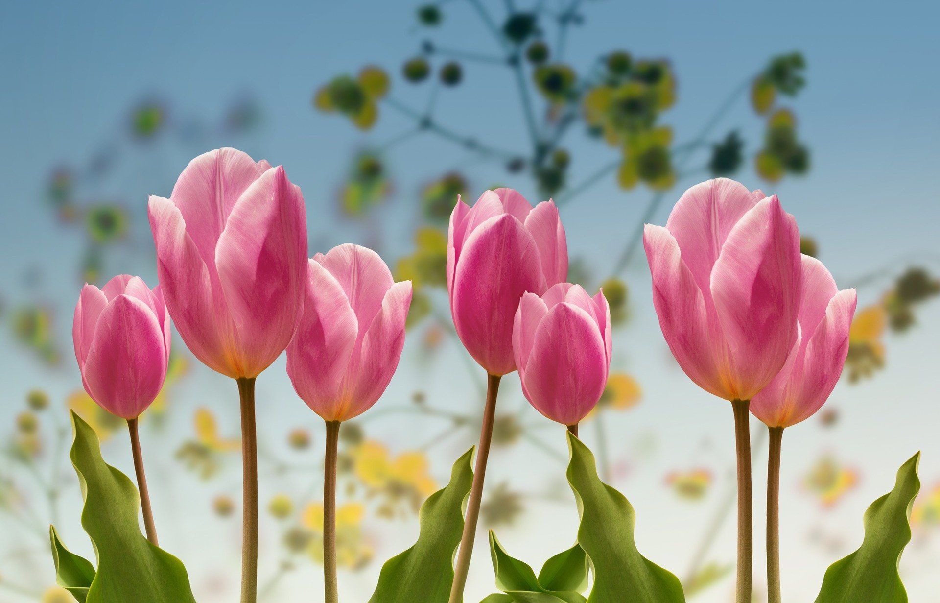 Download Nature Tulip HD Wallpaper