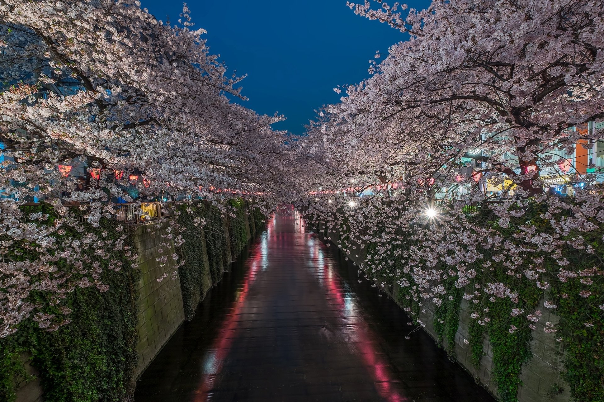 Tokyo Sakura Canal, Japan — Man-Made River Lined with Night Cherry ...
