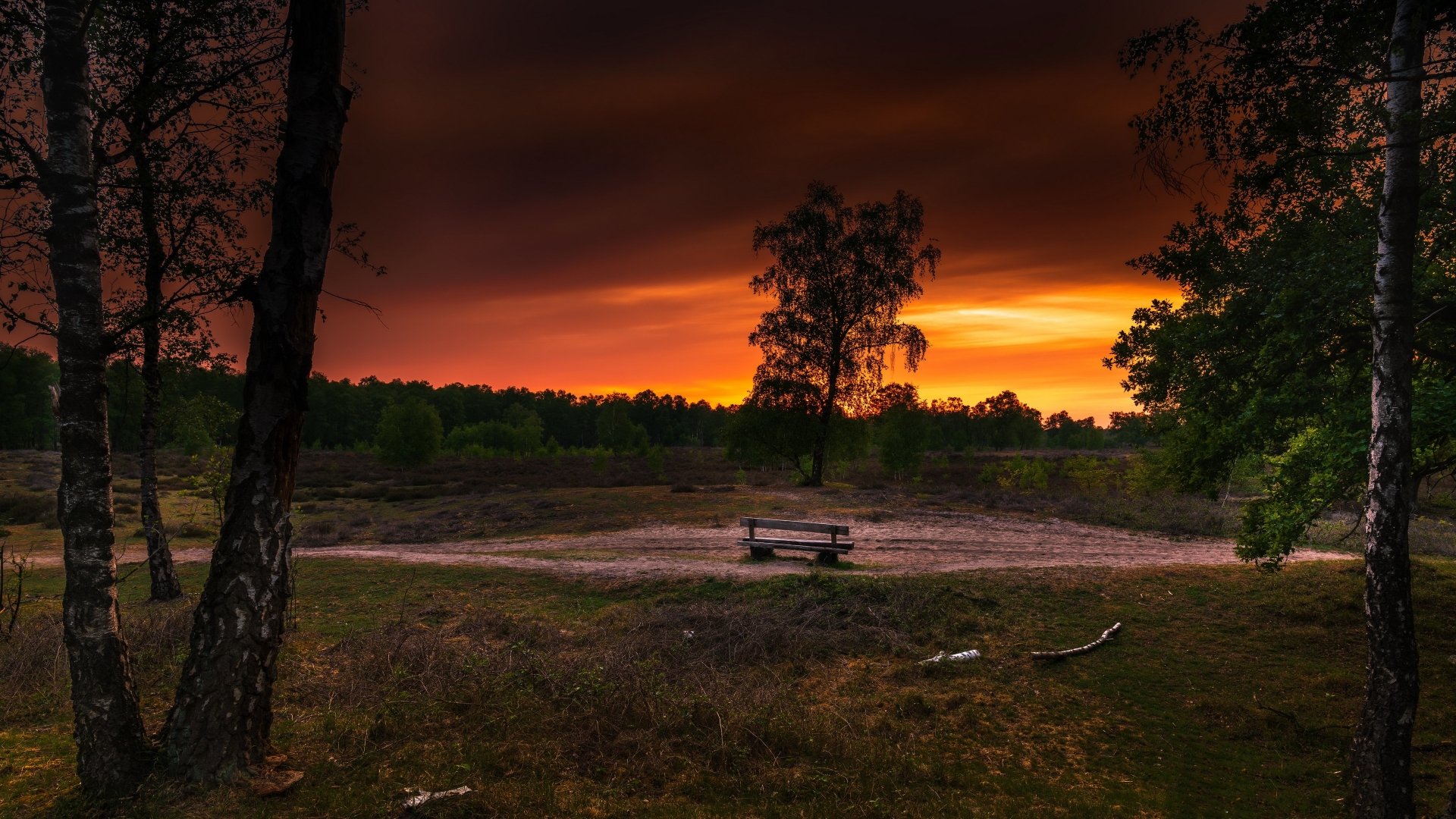 Download Birch Sunset Man Made Bench 4k Ultra HD Wallpaper