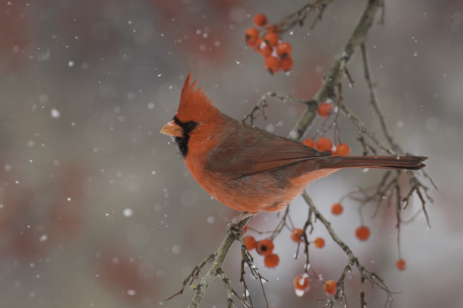 Download Branch Bird Berry Winter Animal Cardinal 4k Ultra HD Wallpaper