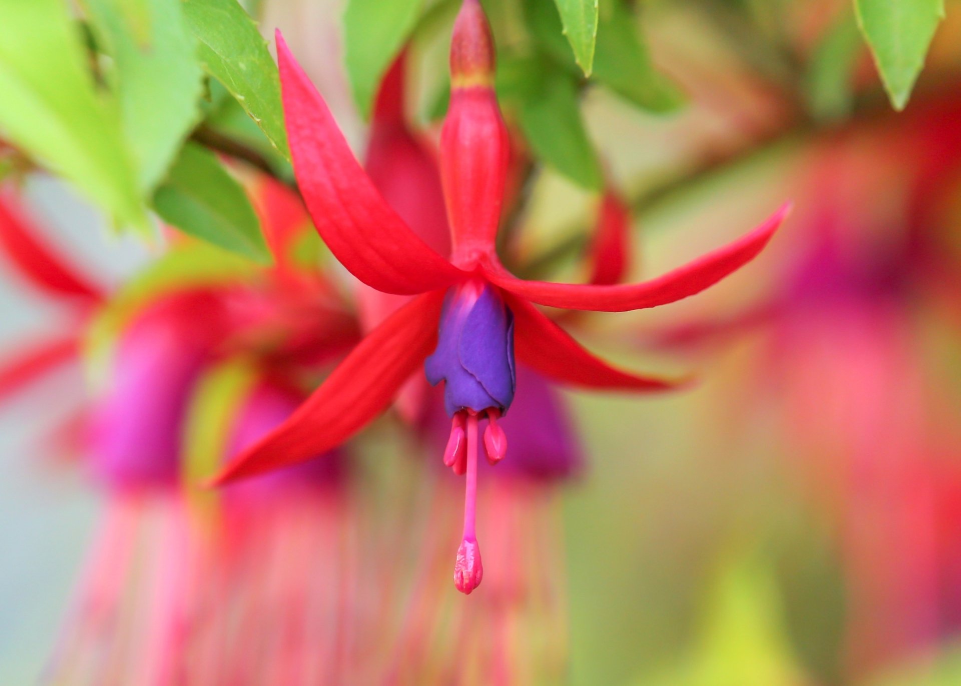 Download Nature Fuchsia HD Wallpaper