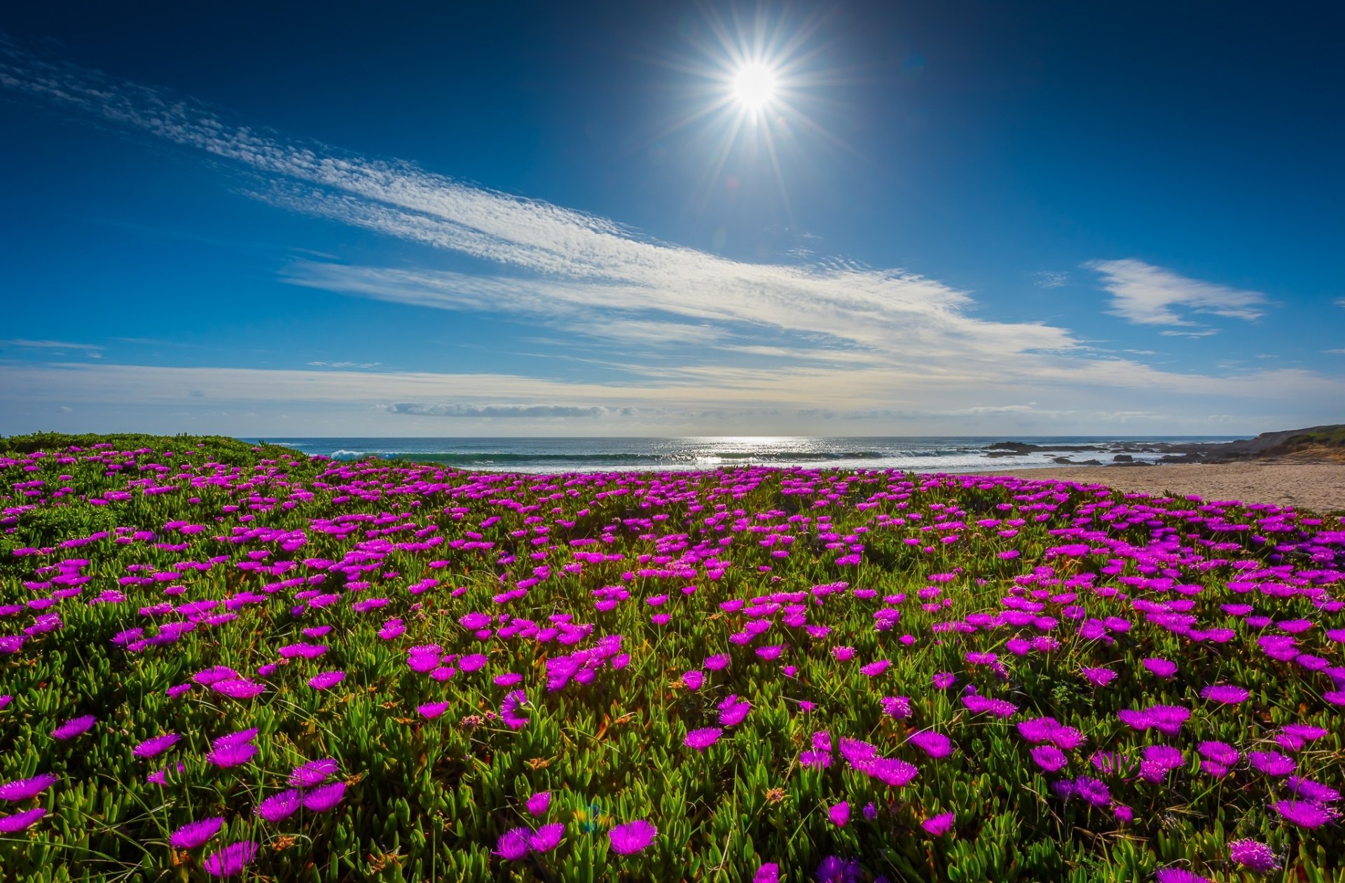 Download Coast Ocean Flower Sky Nature Landscape HD Wallpaper ...