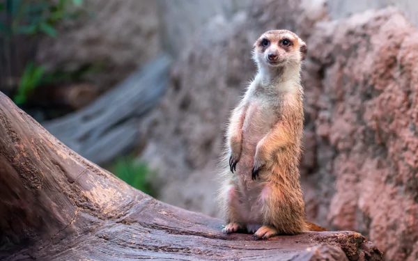 [20+] Meerkat 4k Wallpapers