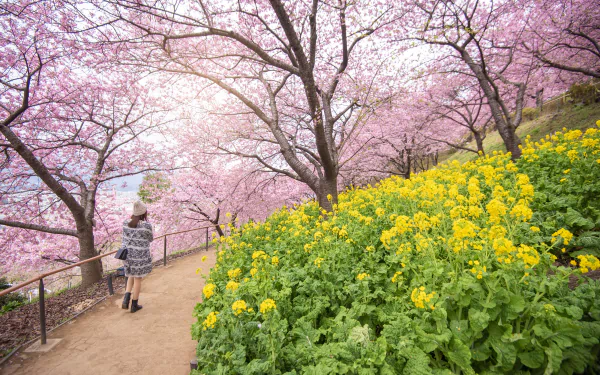 [90+] Sakura 4k Wallpapers