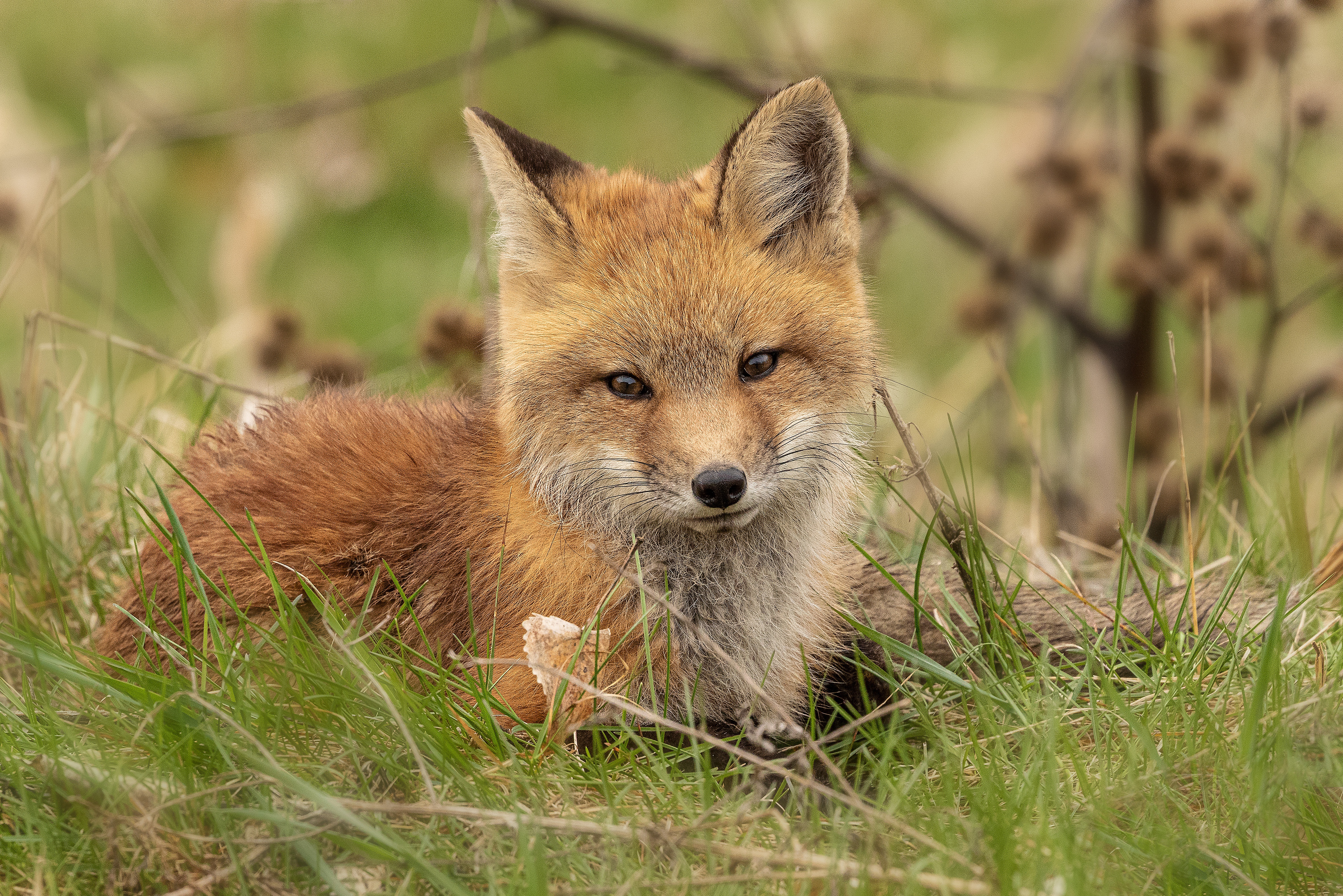Fox 4k Ultra HD Wallpaper